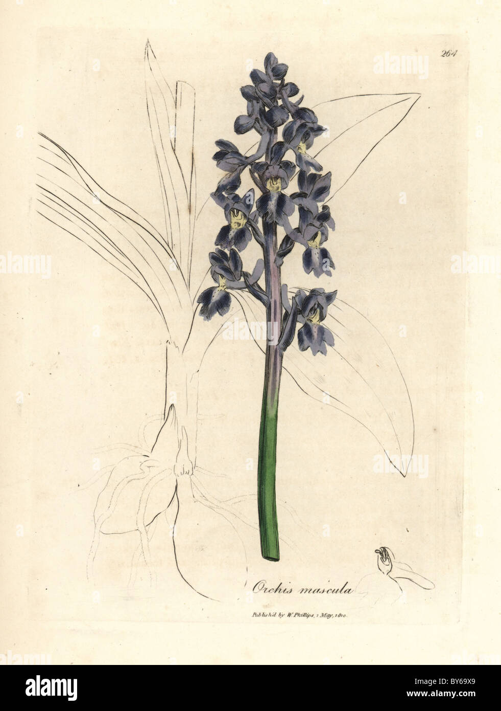 Purple-flowered male orchis, Orchis mascula Stock Photo - Alamy