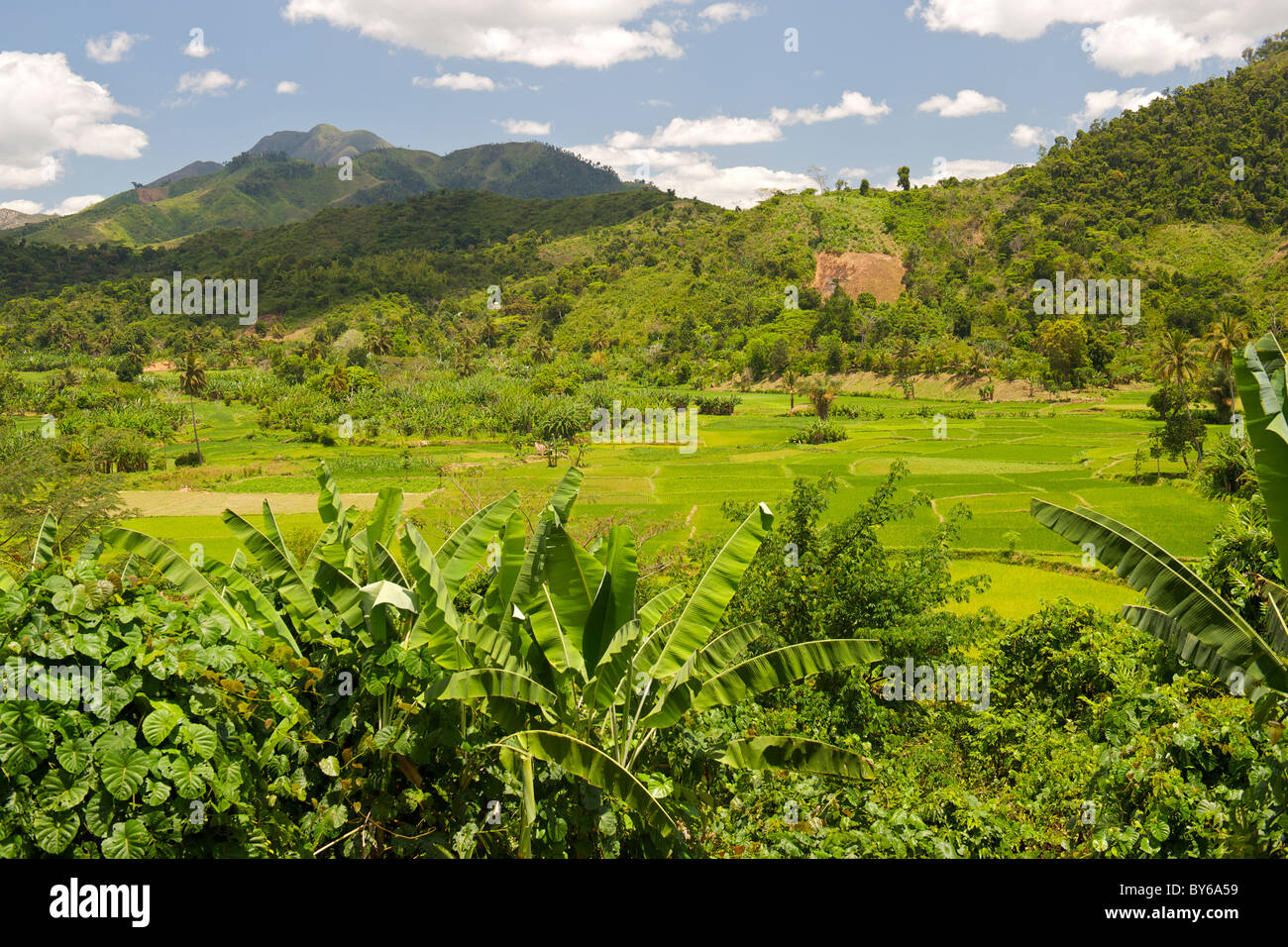 View of rice paddies and the tropical landscape along the Sambava ...