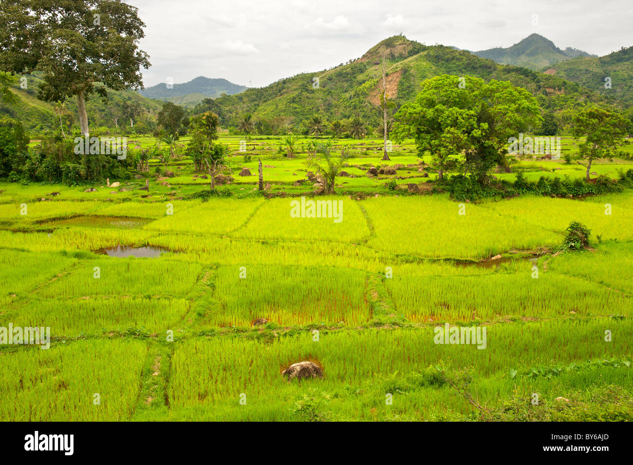 Madagascar rice paddy hi-res stock photography and images - Alamy