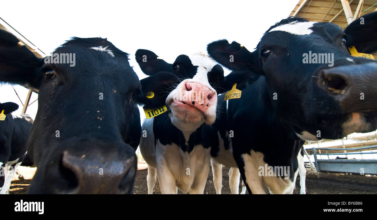 Cows in a dairy farm in a kibbutz in Israel Stock Photo - Alamy