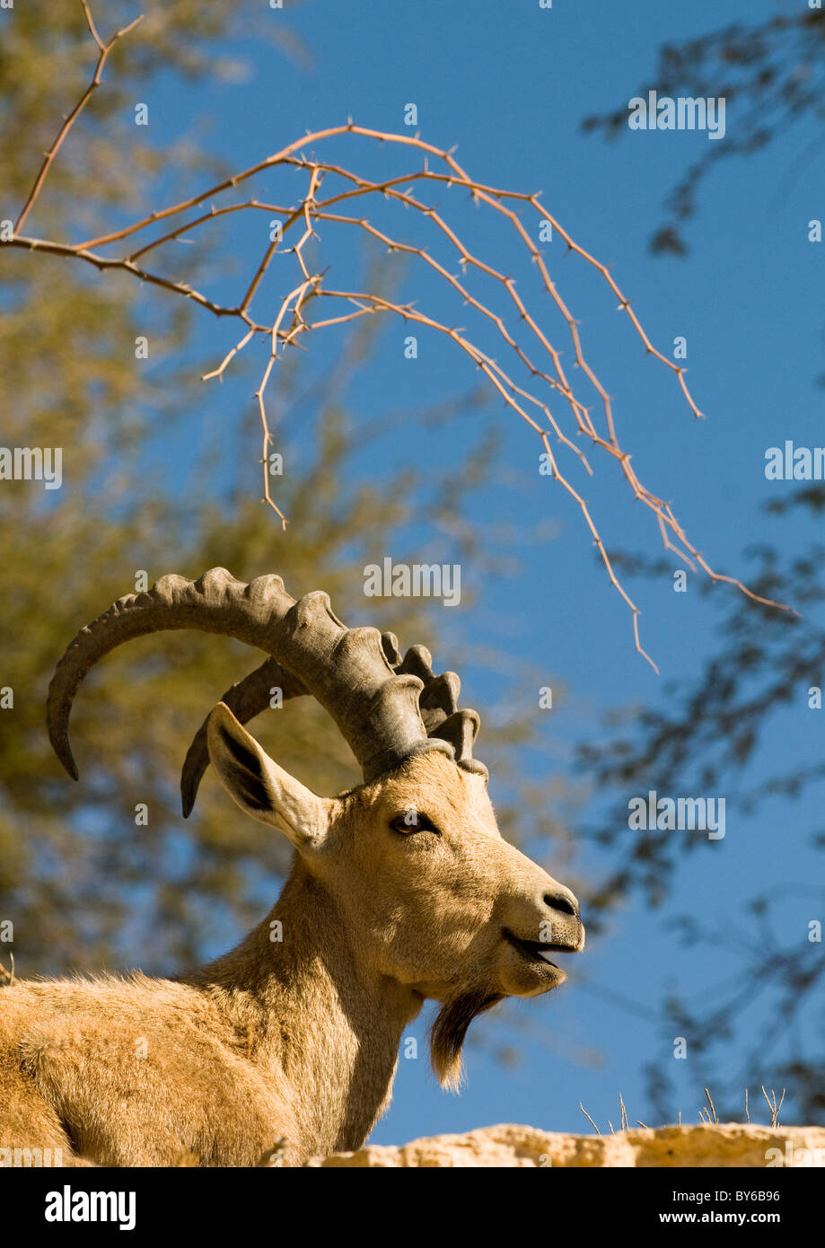 portrait of an Ibex taken in the Negev desert, Israel Stock Photo - Alamy