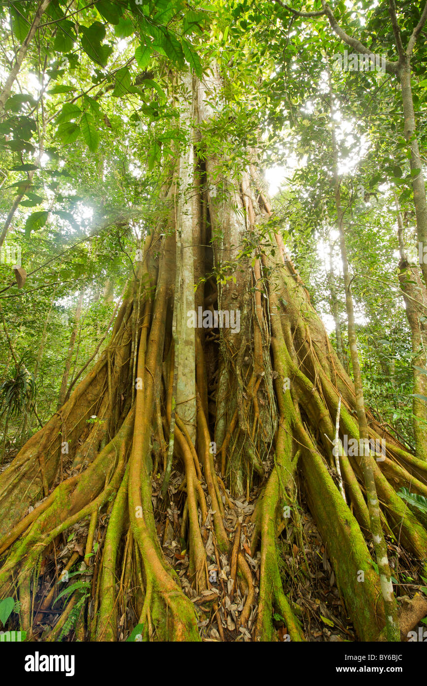 The trunk of a Strangler Fig, a.k.a. a Banyan Tree, (Ficus benghalensis ...
