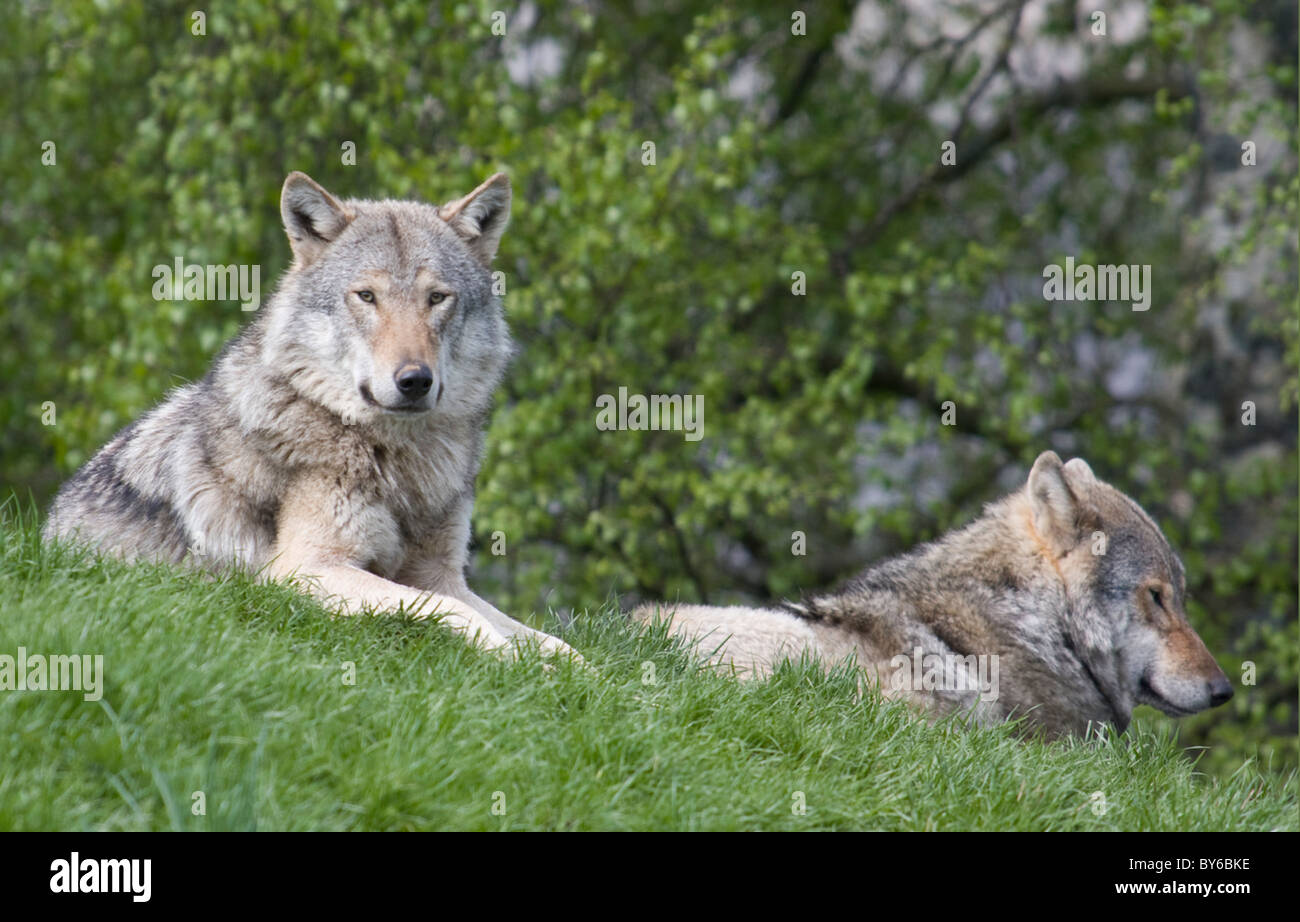 a pair of european gray wolfs Stock Photo - Alamy