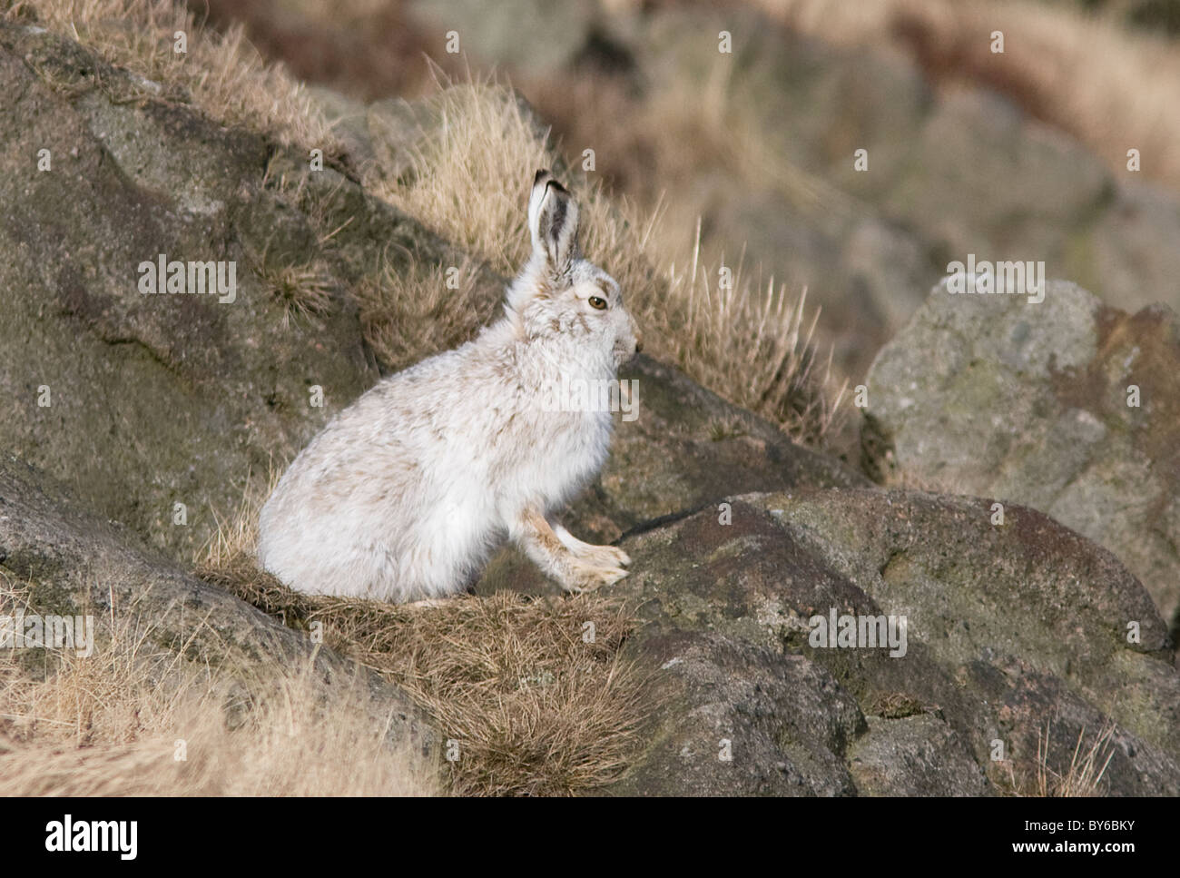 one mountain hare on rocks Stock Photo - Alamy