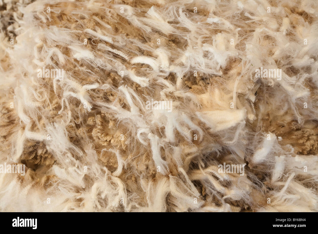 Sheeps Fleece High Resolution Stock Photography and Images - Alamy