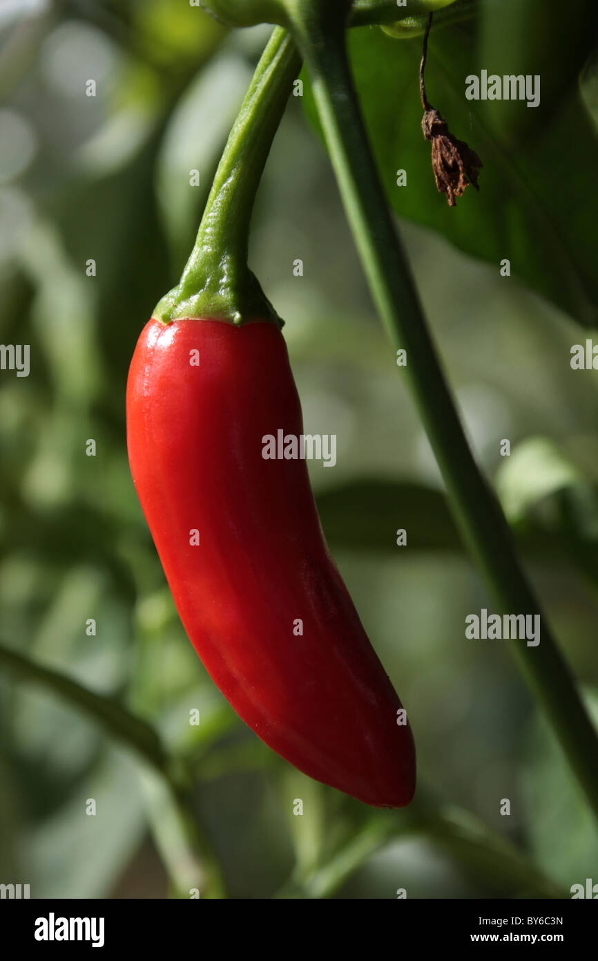 single red chili pepper on a plant Stock Photo - Alamy