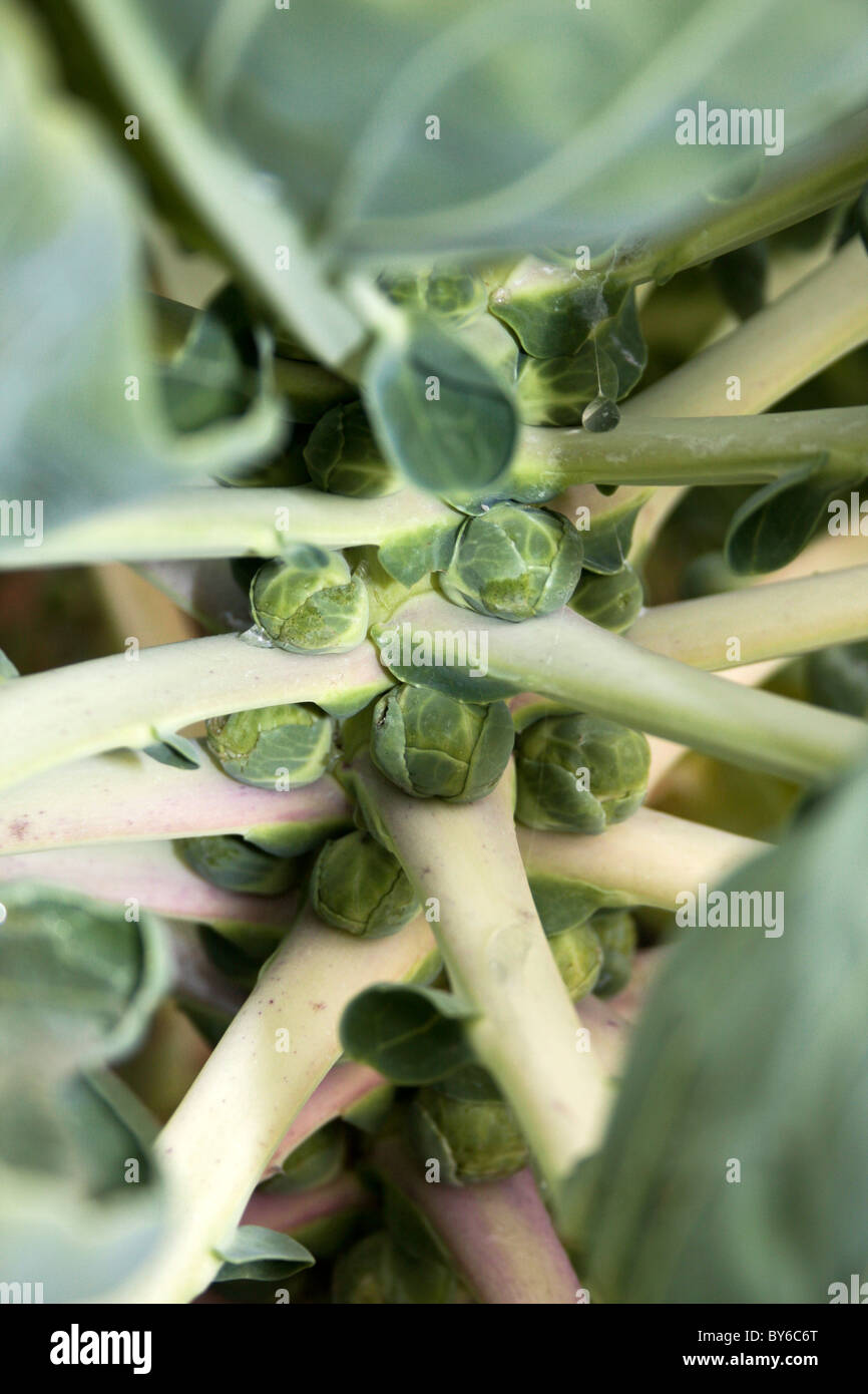 Sprout vegetable hi-res stock photography and images - Alamy