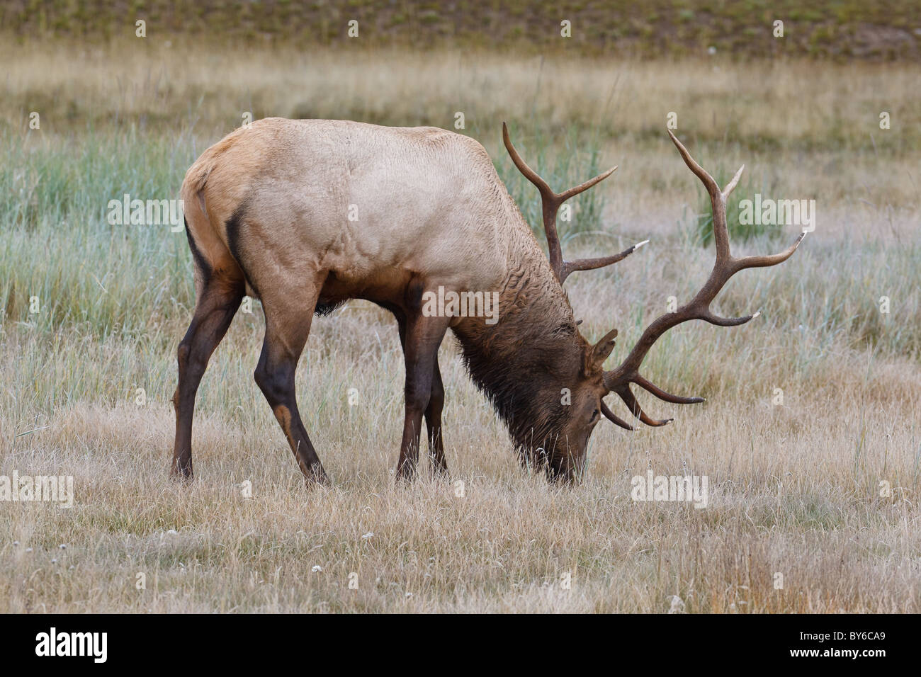 Bull elk, cervus canadensis, grazing in Banff National Park, Alberta ...