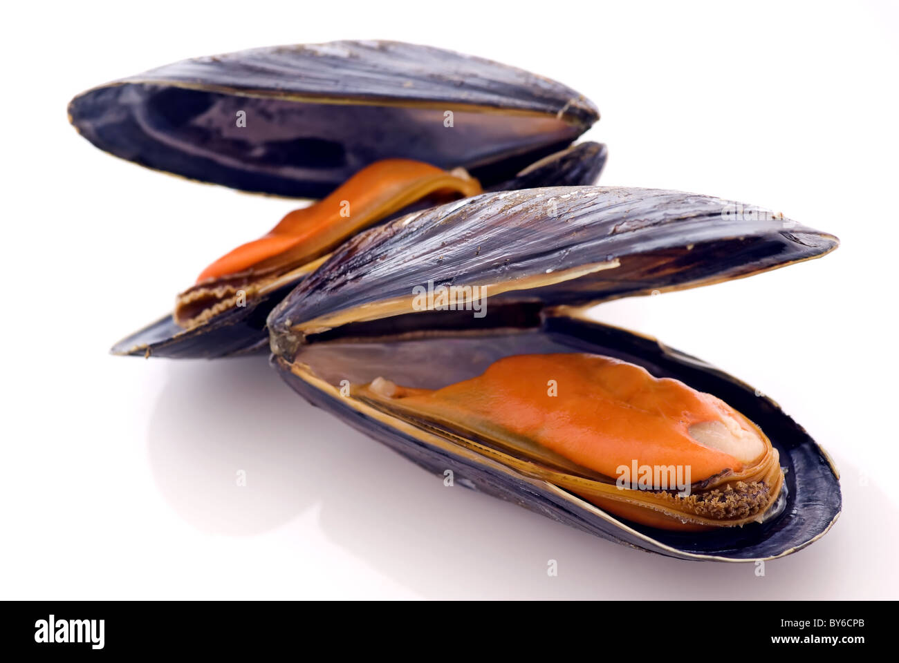 Open common mussel as closeup on white background Stock Photo - Alamy