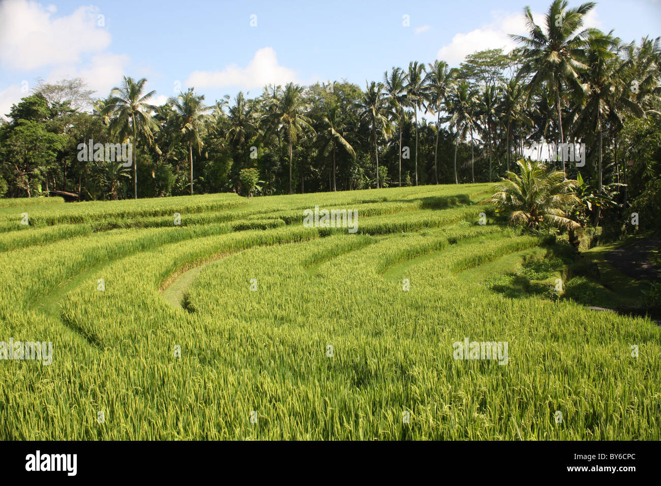 Curved Rice Paddy Stock Photo - Alamy