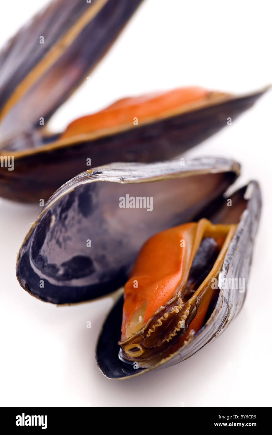 Open common mussel as closeup on white background Stock Photo - Alamy