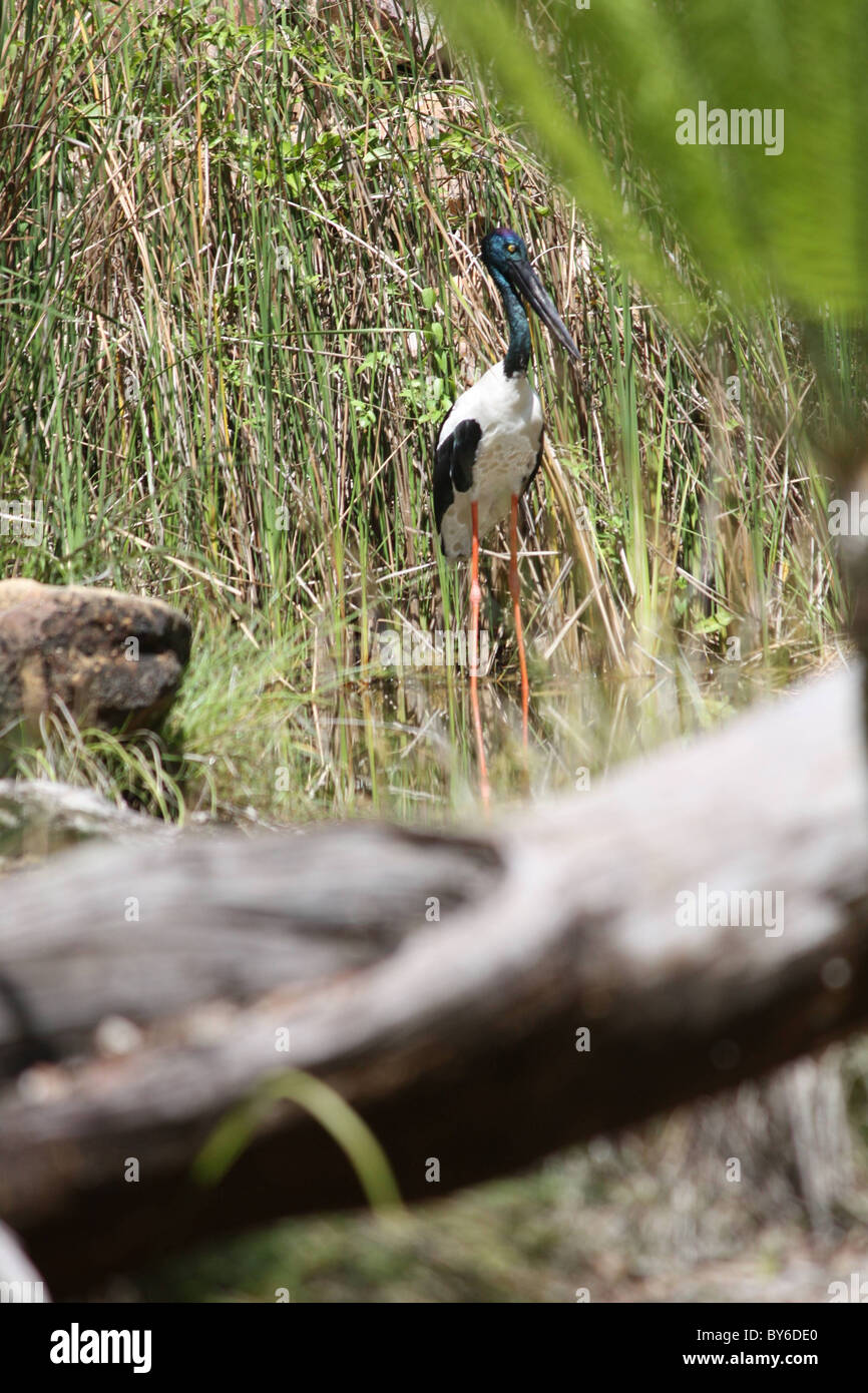Jabiru australian stork hi-res stock photography and images - Alamy