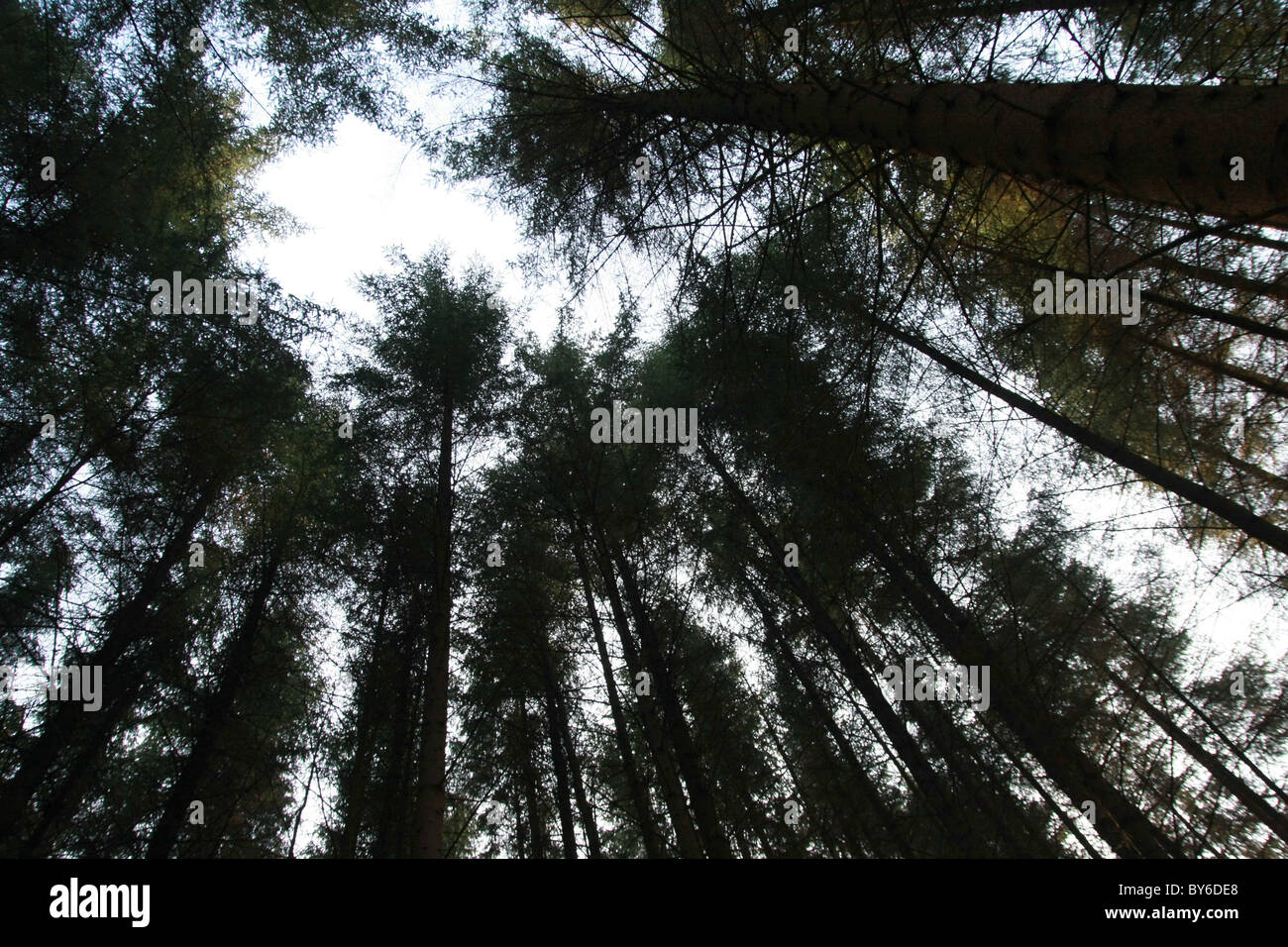 PIne forests in the Highlands of Scotland Stock Photo - Alamy