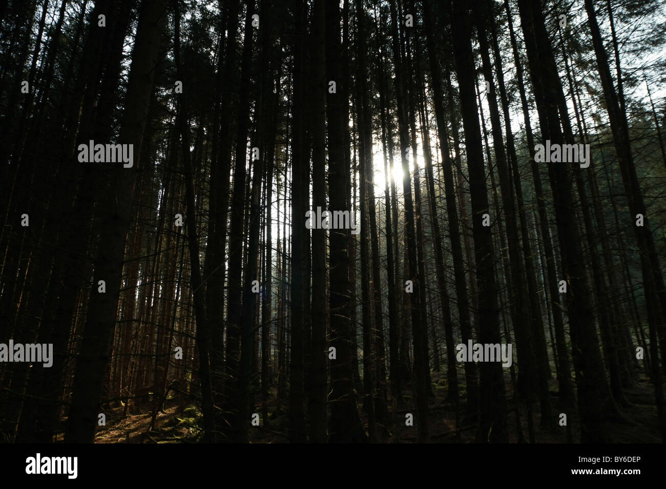 PIne forests in the Highlands of Scotland Stock Photo - Alamy