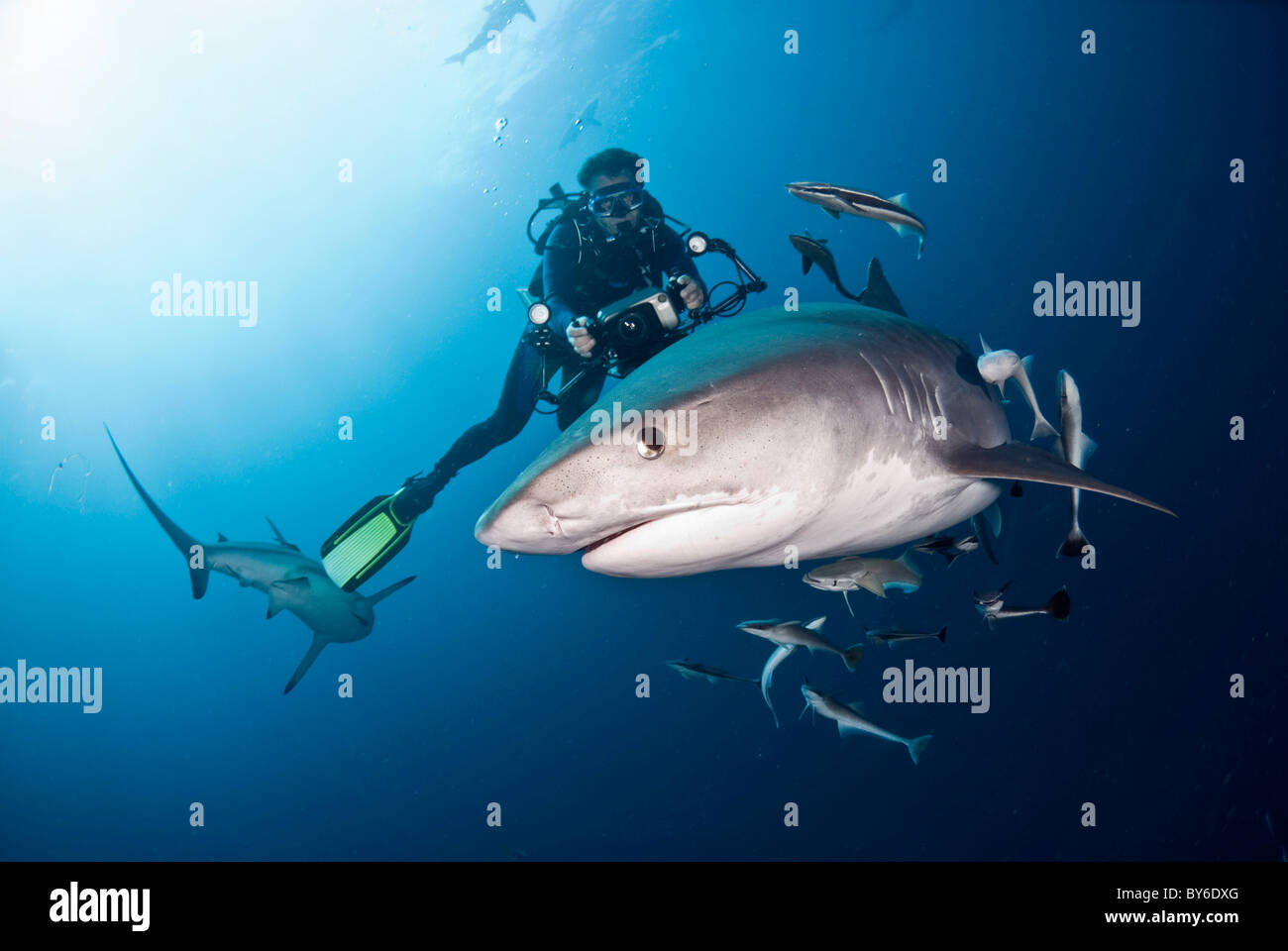 tiger shark and scuba diver Galeocerdo cuvier Aliwal Shoal Kwazulu ...