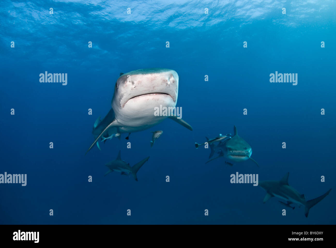 tiger shark and scuba diver Galeocerdo cuvier Aliwal Shoal Kwazulu ...