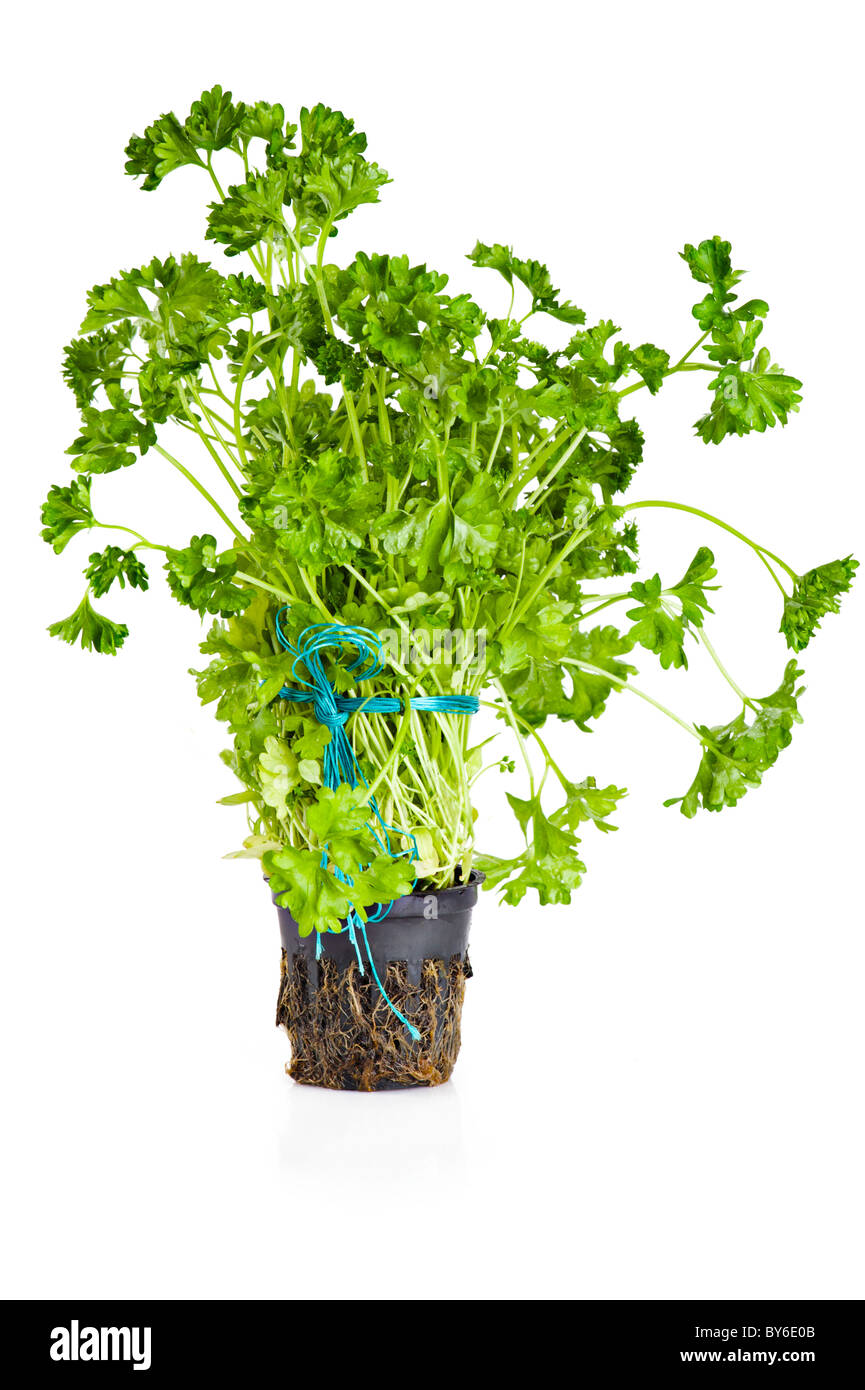 fresh parsley growing in pot over white background Stock Photo - Alamy