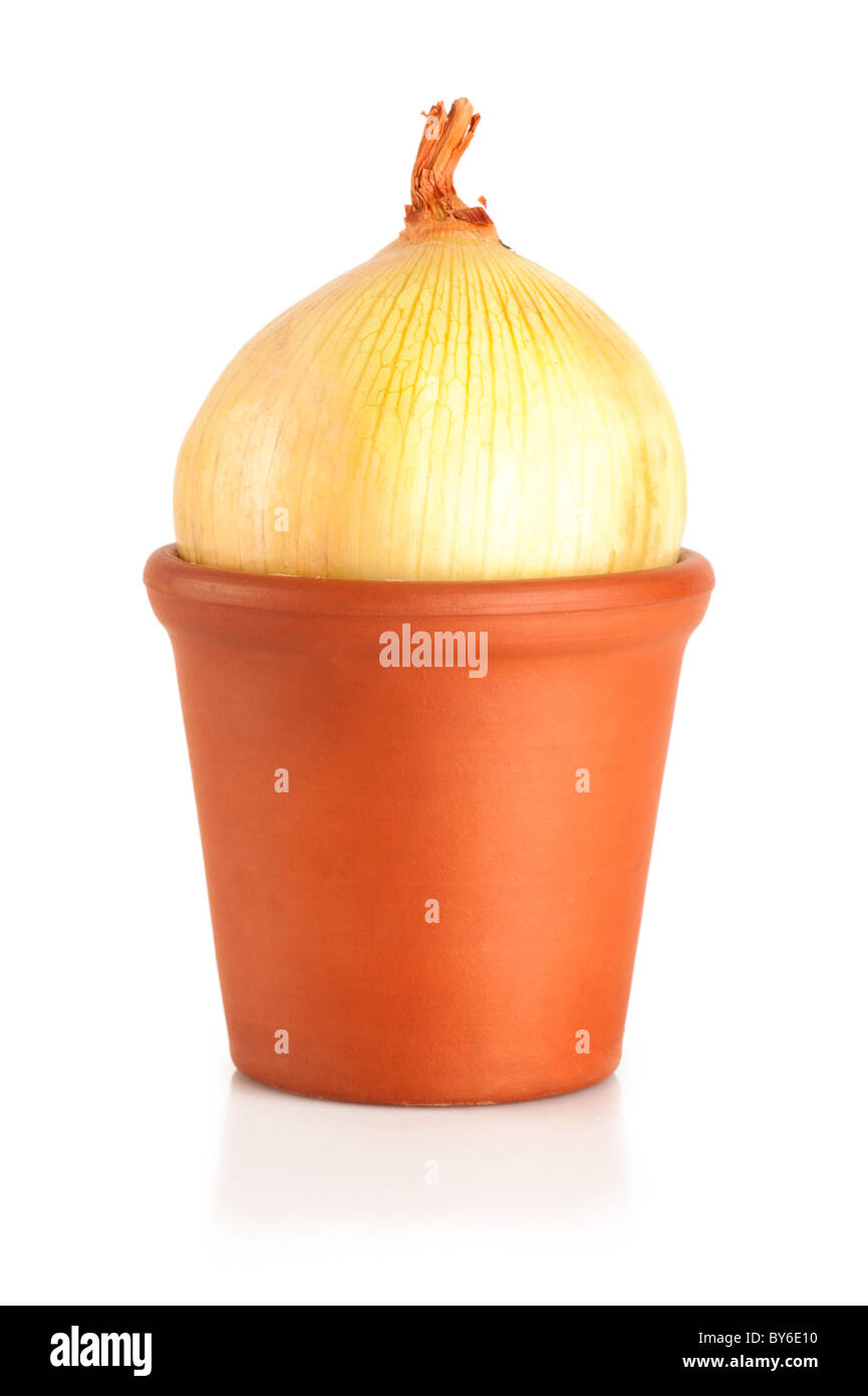 Onion growing in terracotta flower pot over white background Stock ...