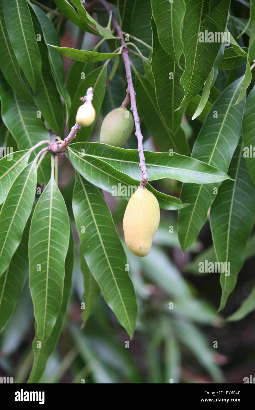 Mango on tree Stock Photo - Alamy