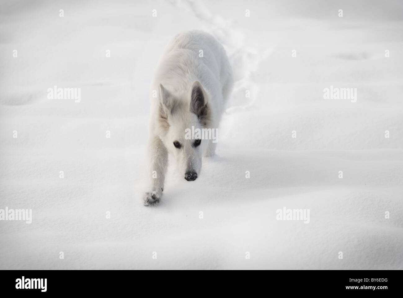 The photography of Berger Blanc Suisse (synonym of White Shepherd Dog ...