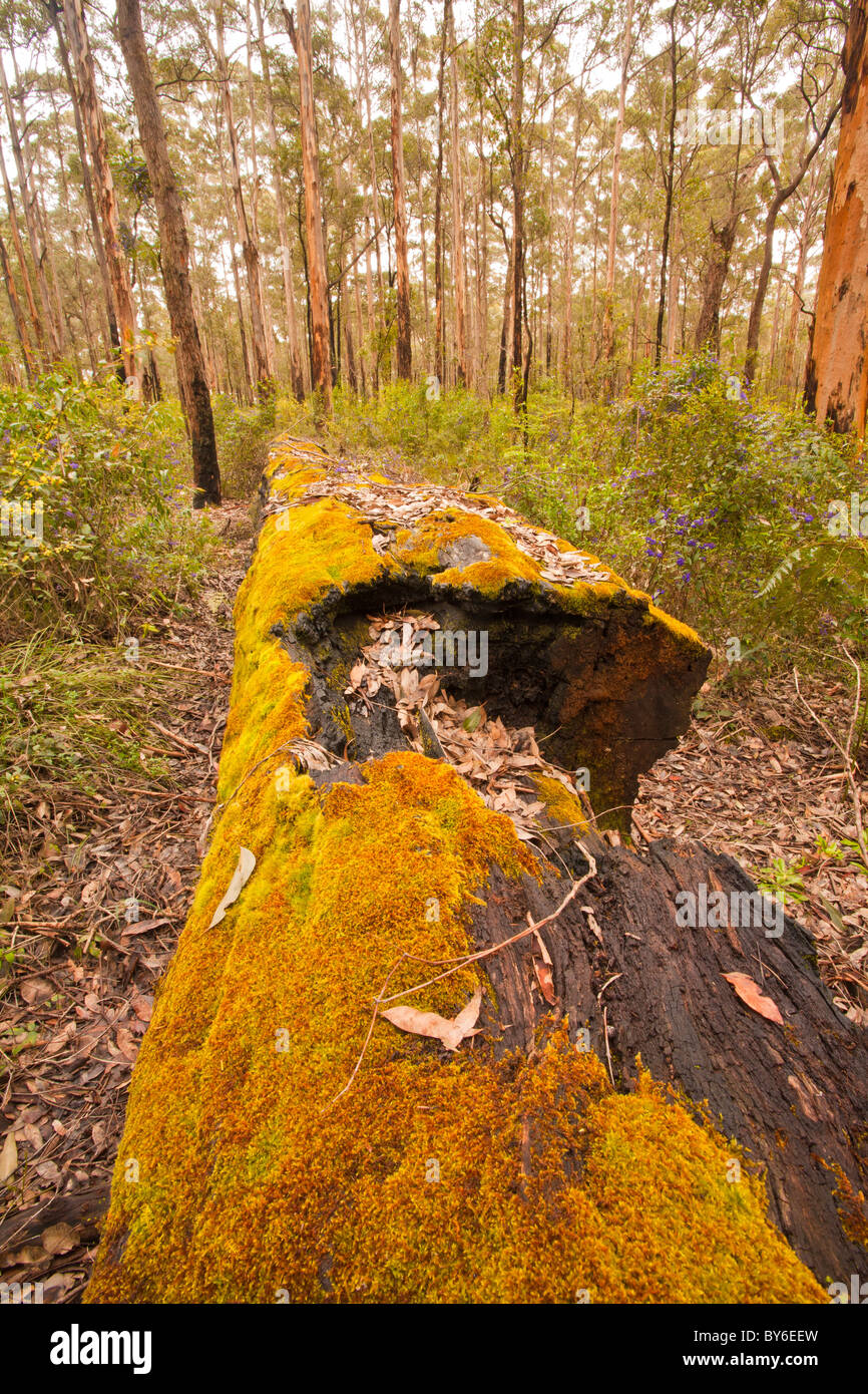 Australian Native Moss High Resolution Stock Photography and Images - Alamy