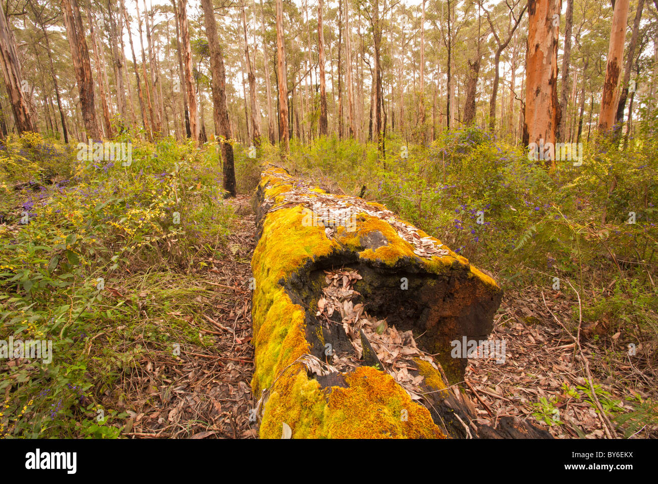 Moss covered karri log in Diamond Forest, Manjimup, Western Australia ...