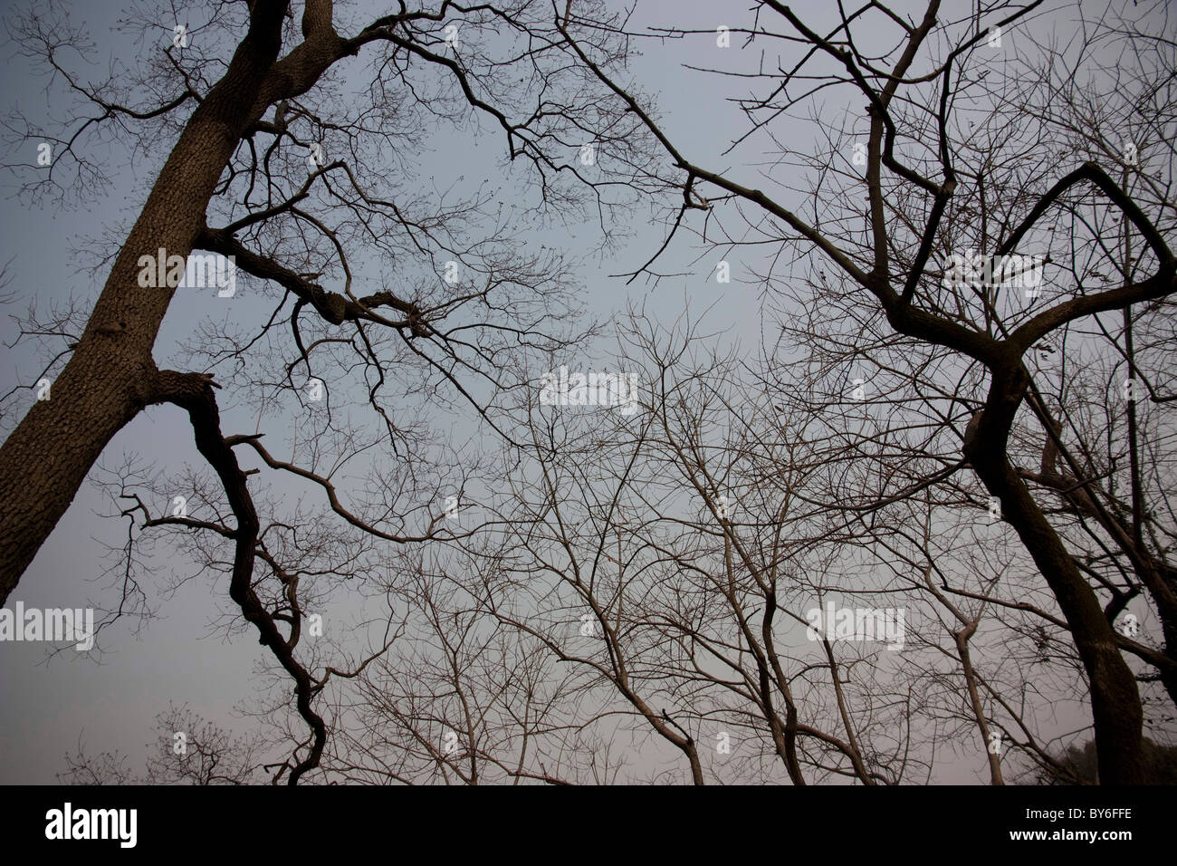 Withering tree branches at Three Pools Mirroring The Moon at West Lake ...