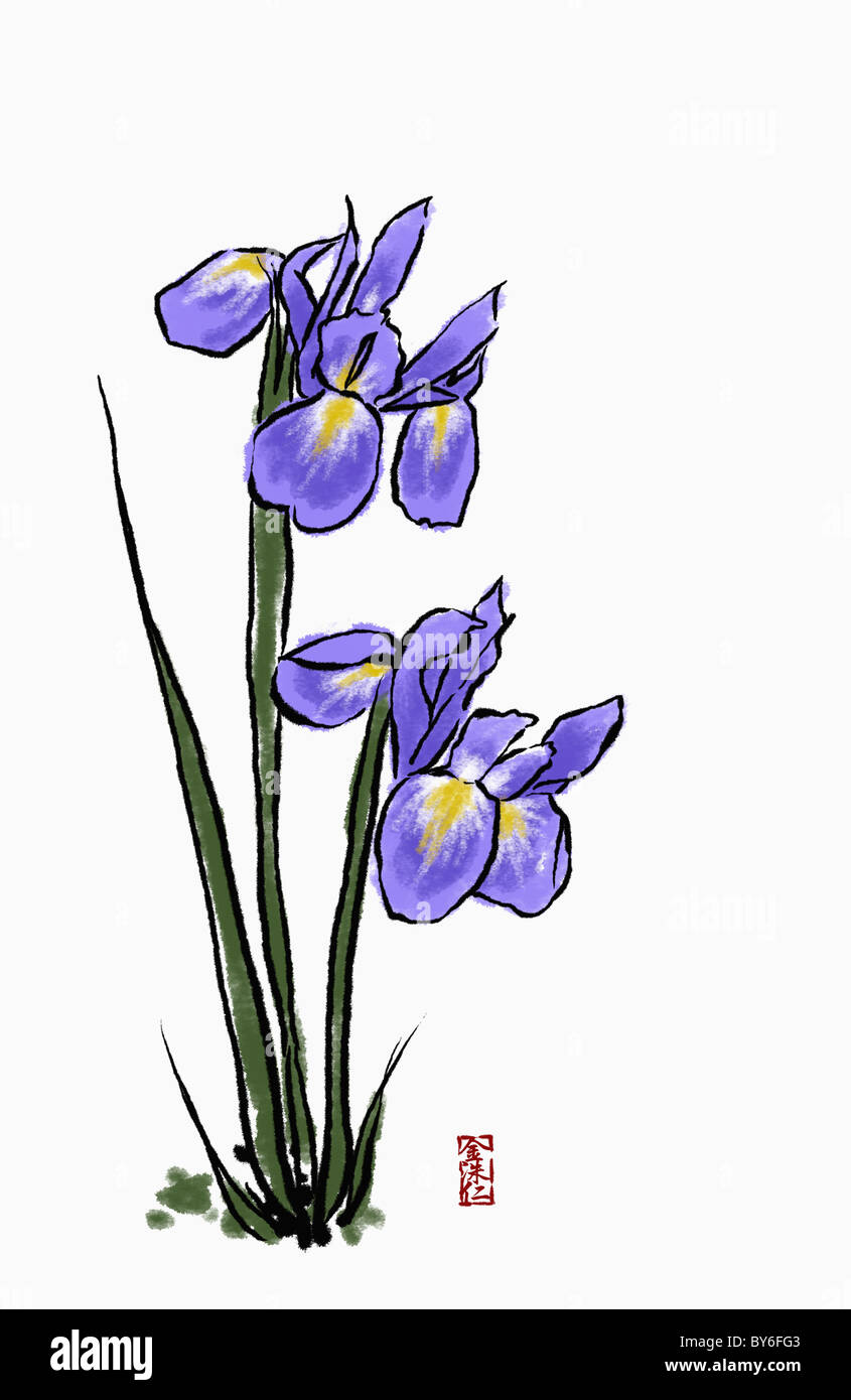 Iris in ink painting Stock Photo - Alamy