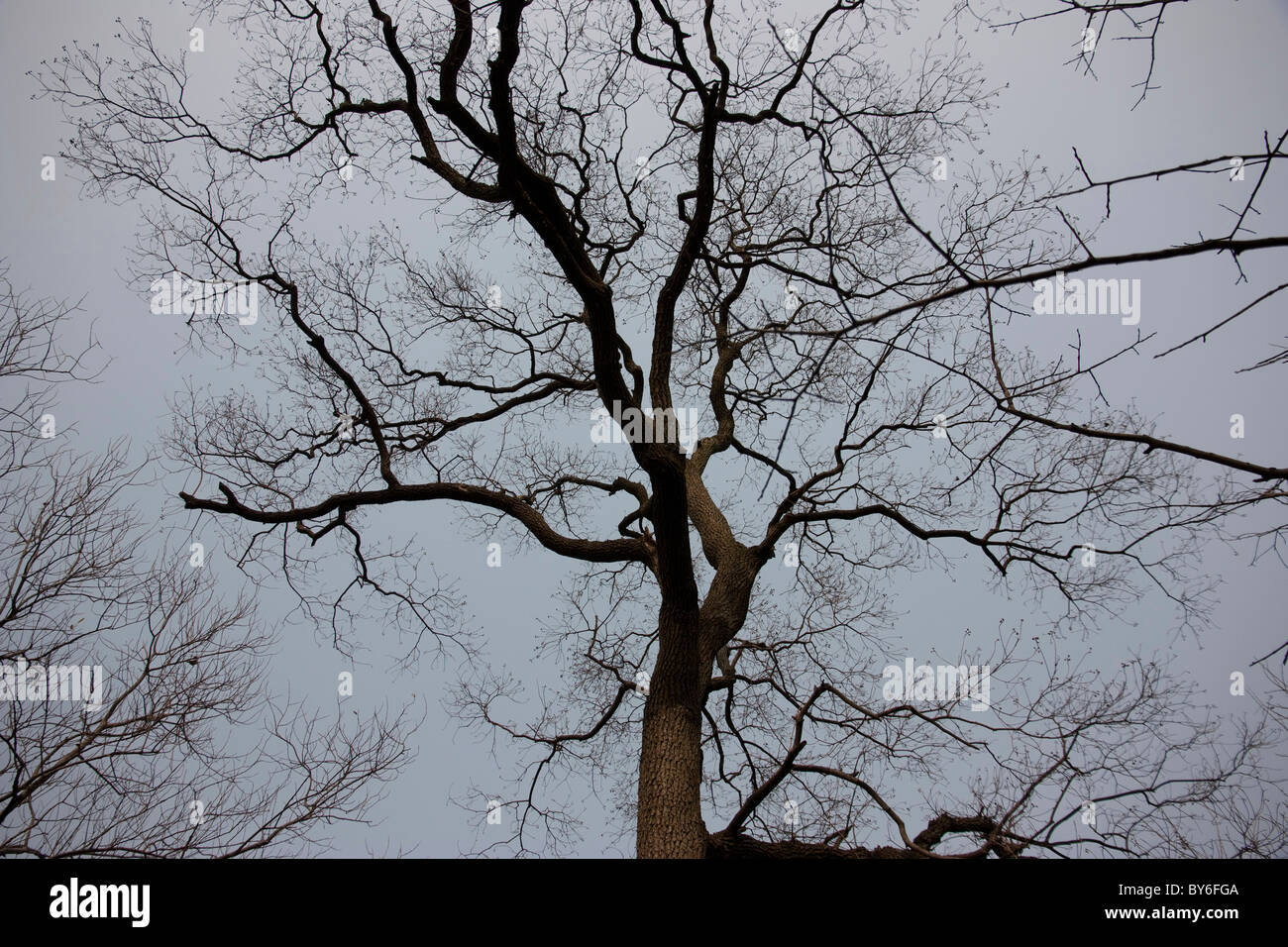Whithering Tree at Three Pools Mirroring The Moon Islet at West Lake ...