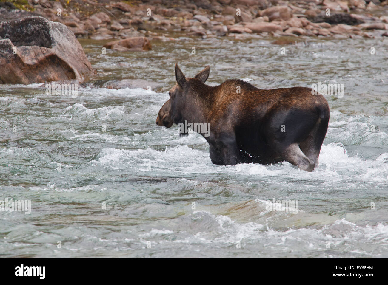 Female moose, alces alces, crossing Medicine River, Jasper National ...