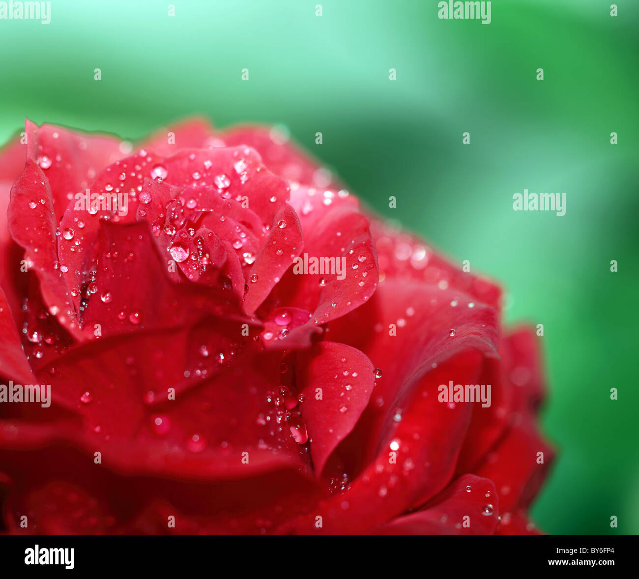 Beautiful fresh red rose with morning dew, close-up garden flower Stock ...