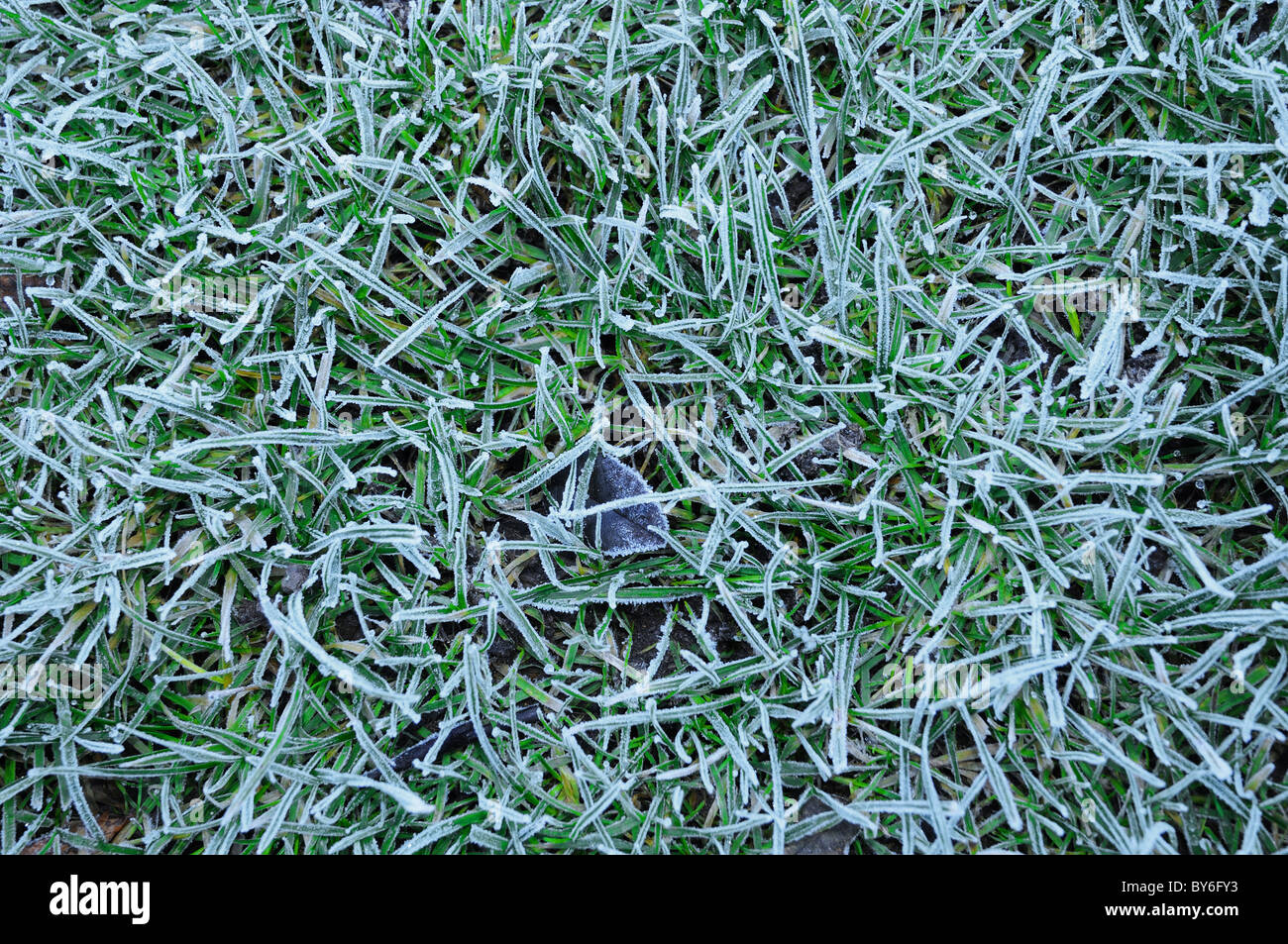 Close up of frost on grass Stock Photo - Alamy
