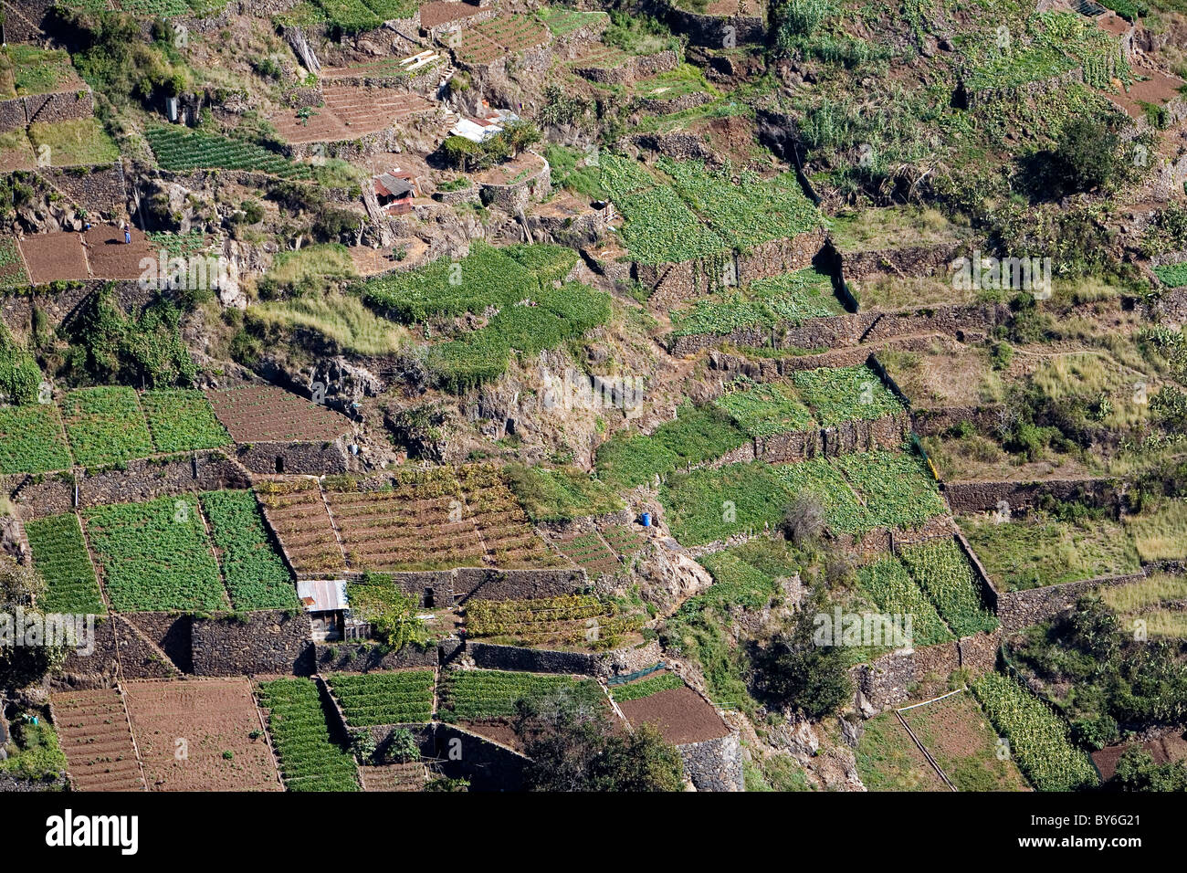 Terraced fields for farming, Madeira Stock Photo - Alamy