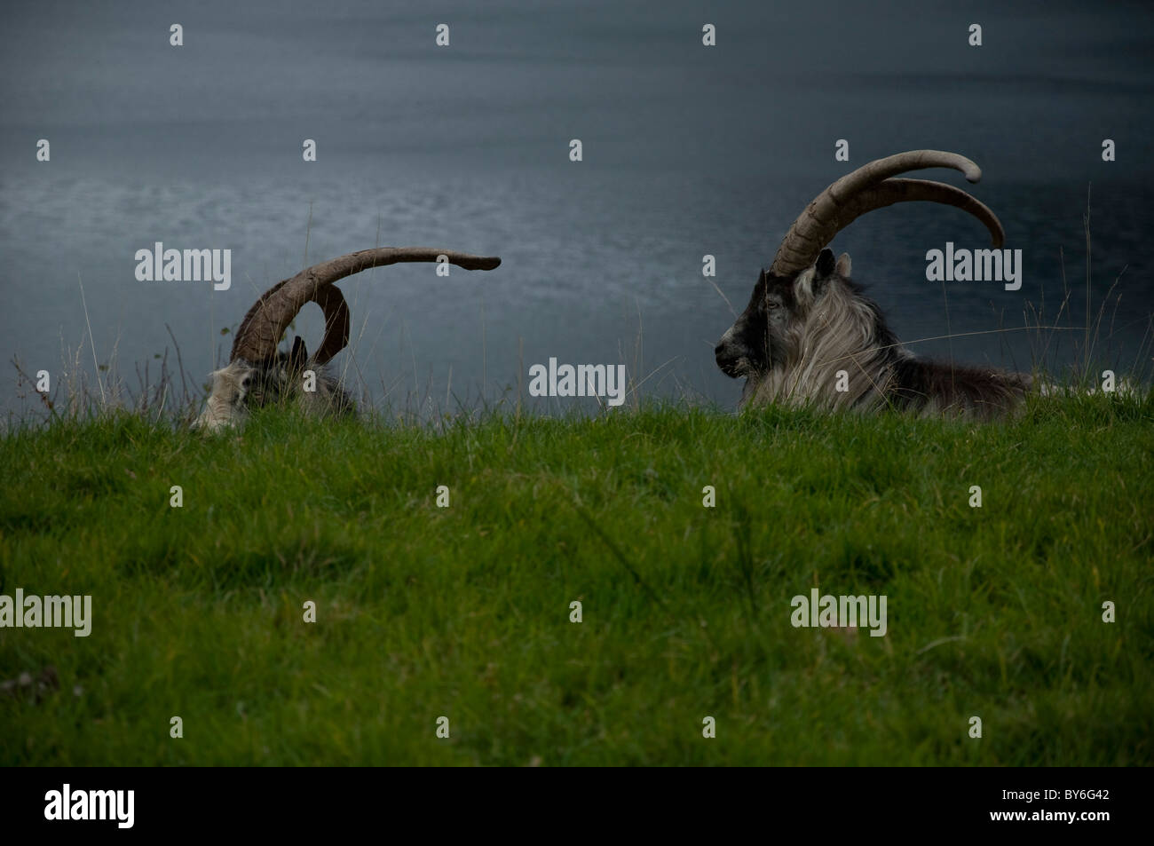 Llanberis goats hi-res stock photography and images - Alamy