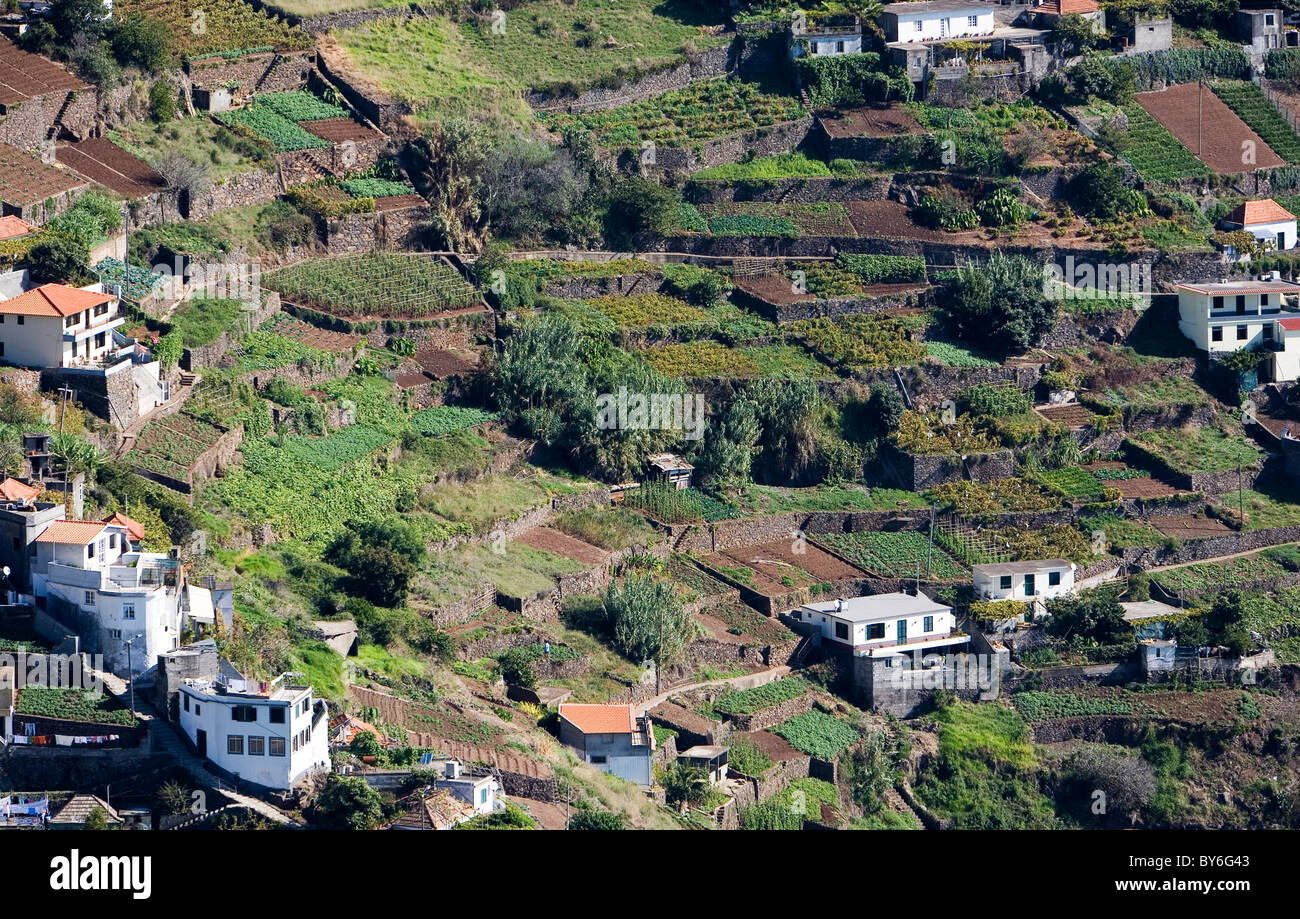 Terraced fields for farming, Madeira Stock Photo - Alamy
