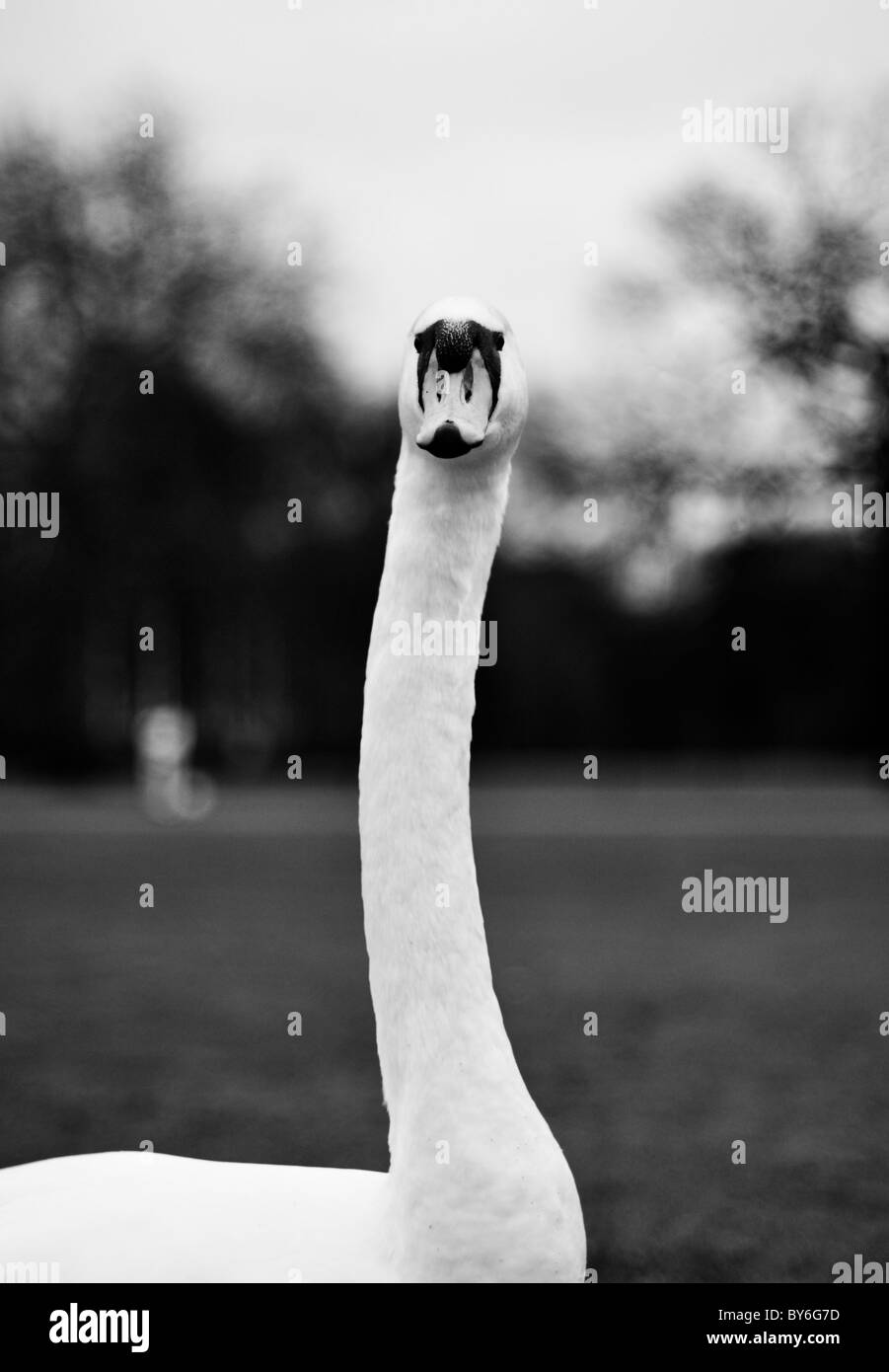 Camera for watching birds Black and White Stock Photos & Images - Alamy
