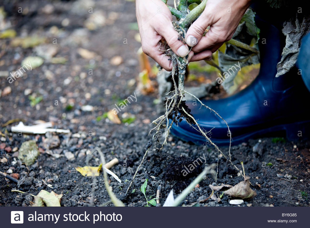 Roots Soil Close Up Stock Photos & Roots Soil Close Up Stock Images - Alamy