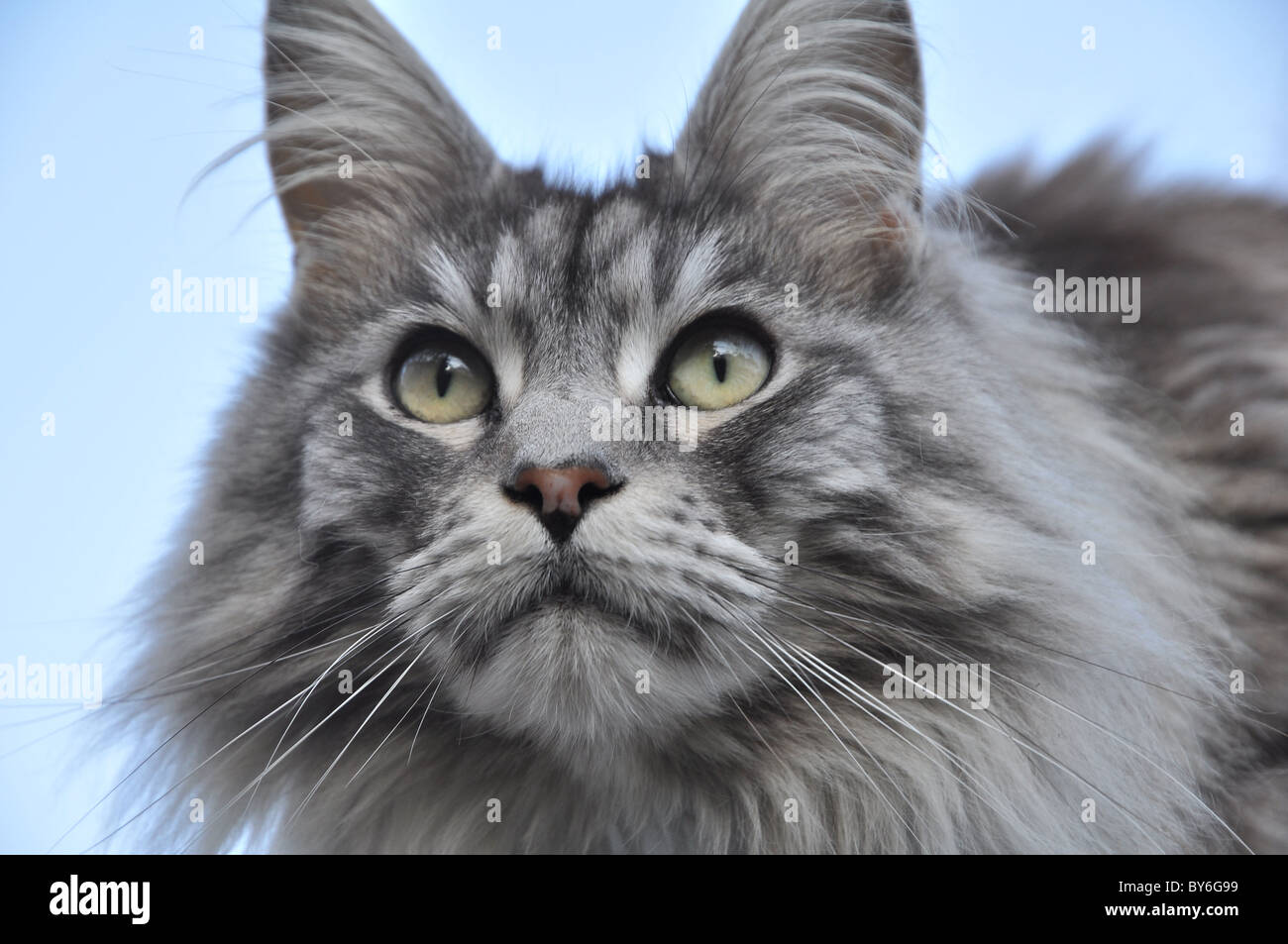 maine coon cat outdoors in Ireland Stock Photo - Alamy