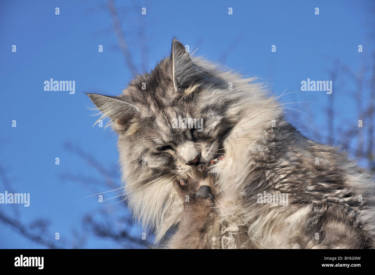 maine coon cat outdoors in Ireland Stock Photo - Alamy