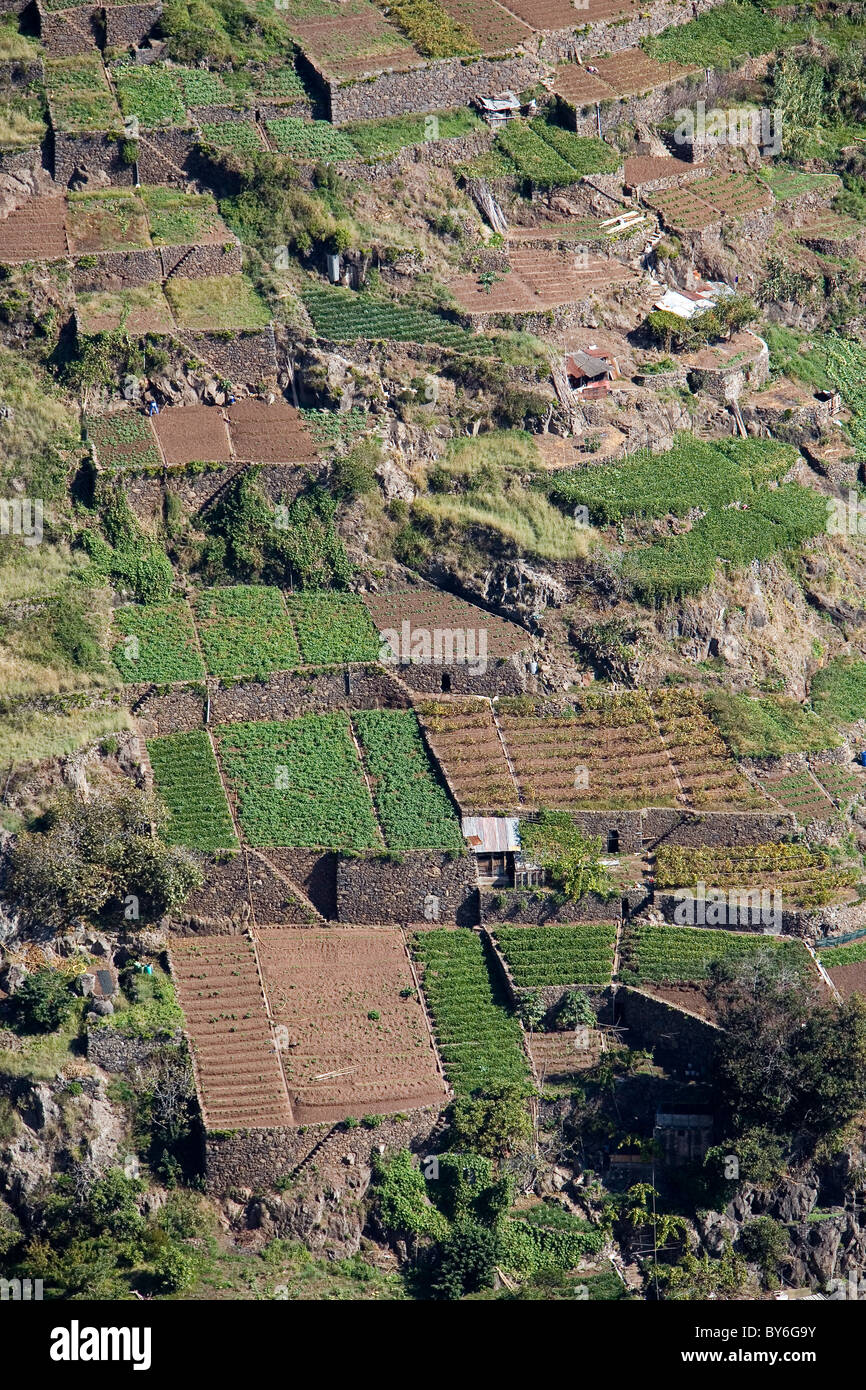 Terraced fields for farming, Madeira Stock Photo - Alamy