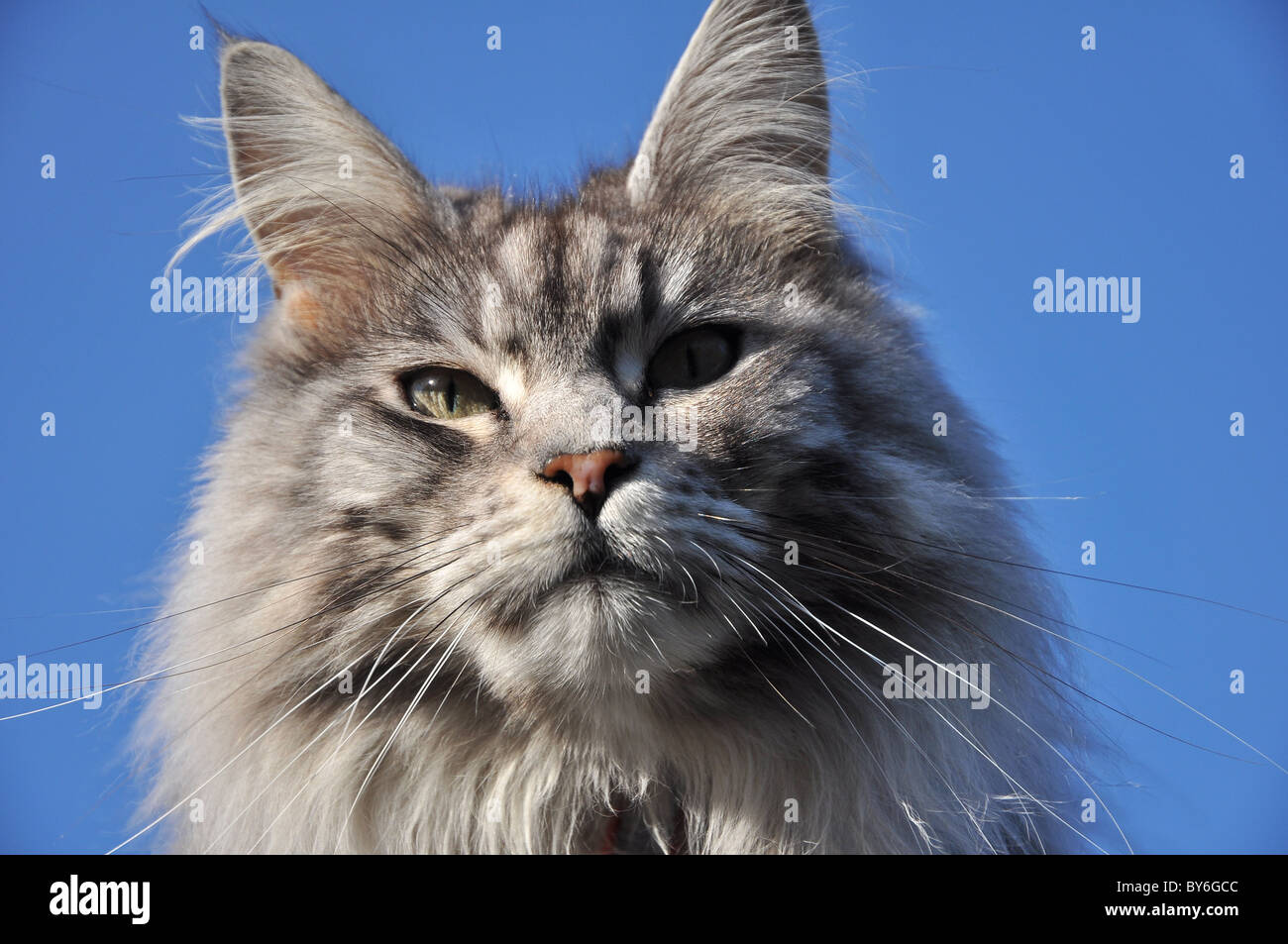 maine coon cat outdoors in Ireland Stock Photo - Alamy