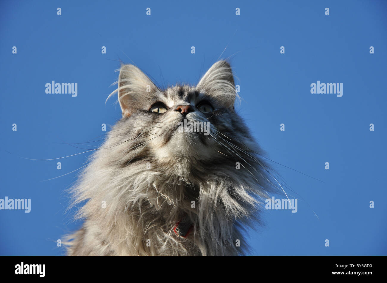maine coon cat outdoors in Ireland Stock Photo - Alamy
