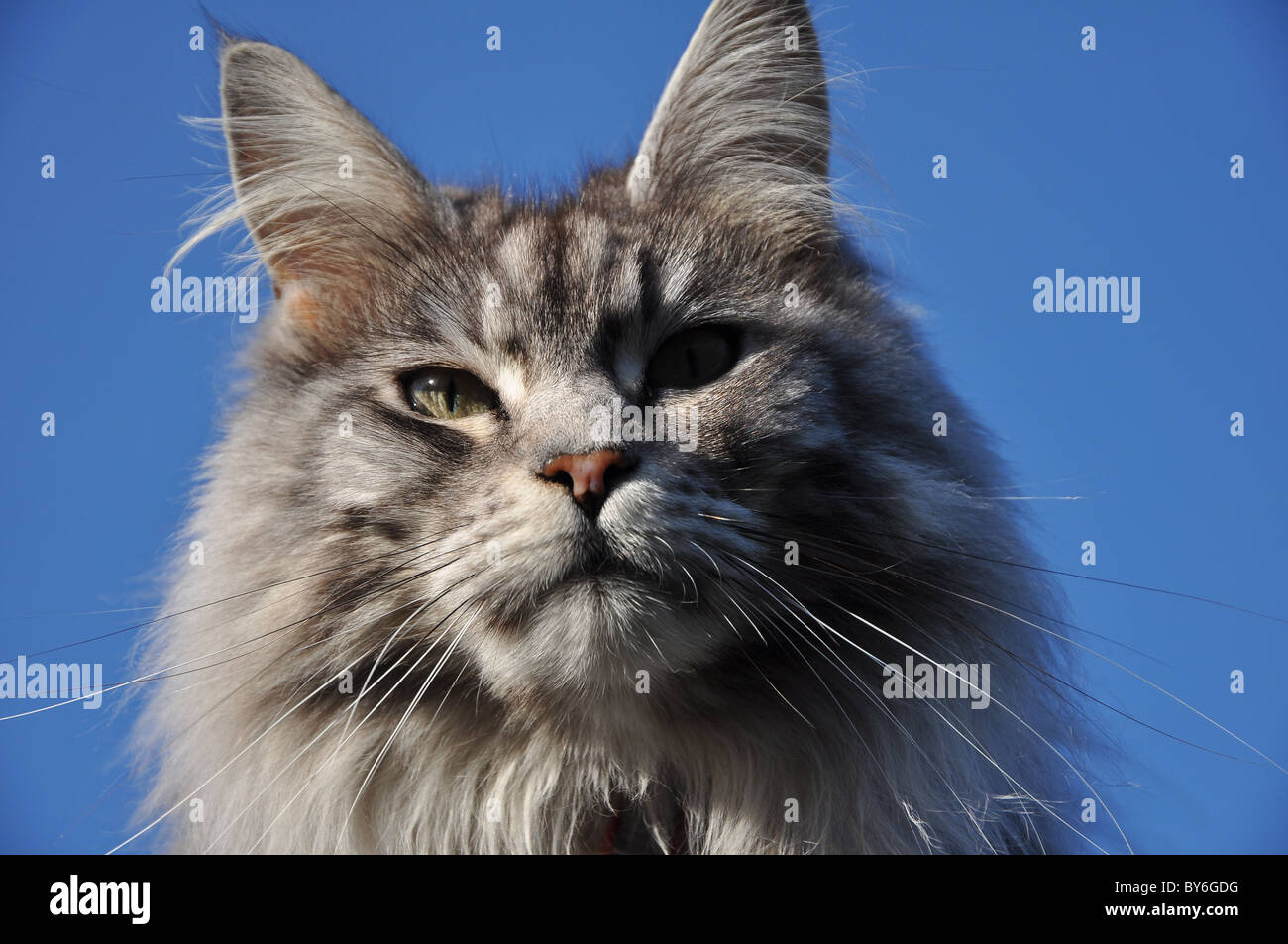 maine coon cat outdoors in Ireland Stock Photo - Alamy