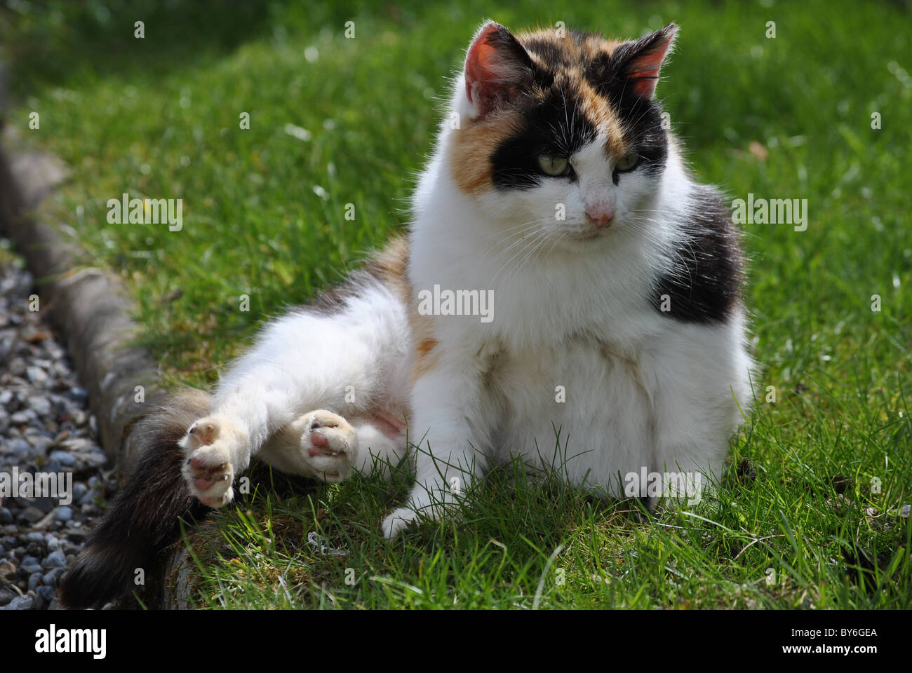 Feral calico kitten hi-res stock photography and images - Alamy