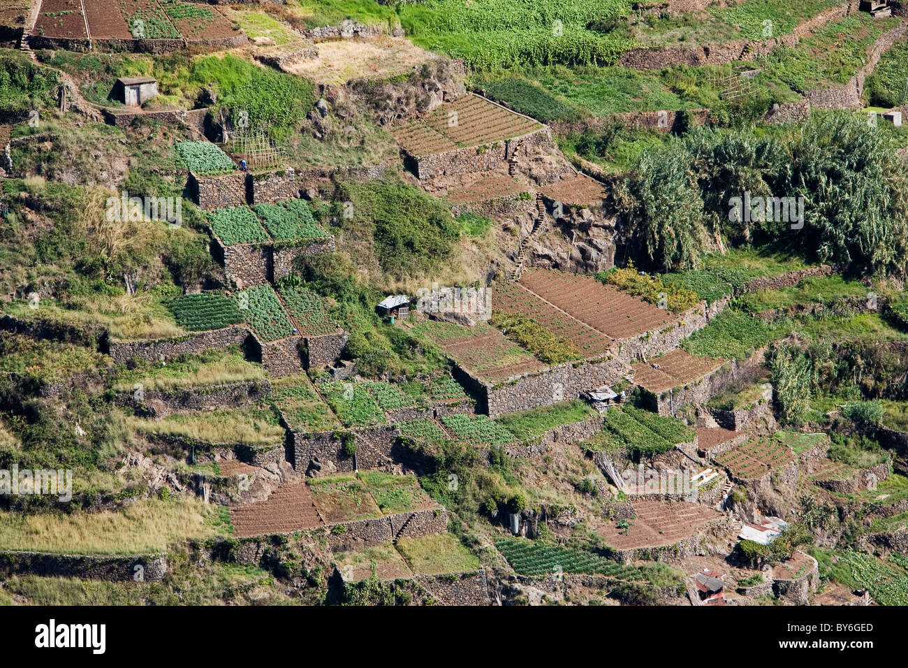 Terraced fields for farming, Madeira Stock Photo - Alamy
