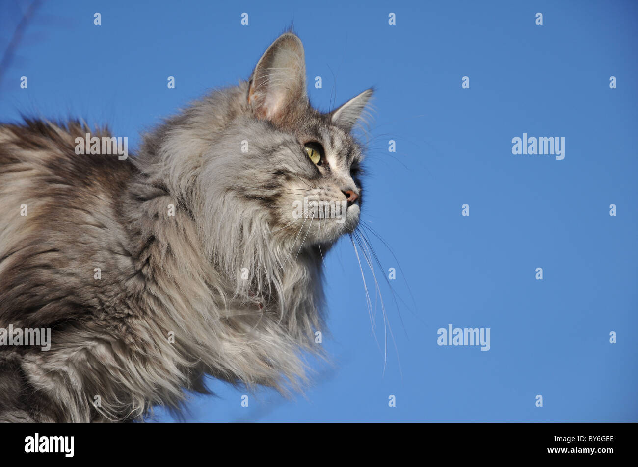maine coon cat outdoors in Ireland Stock Photo - Alamy