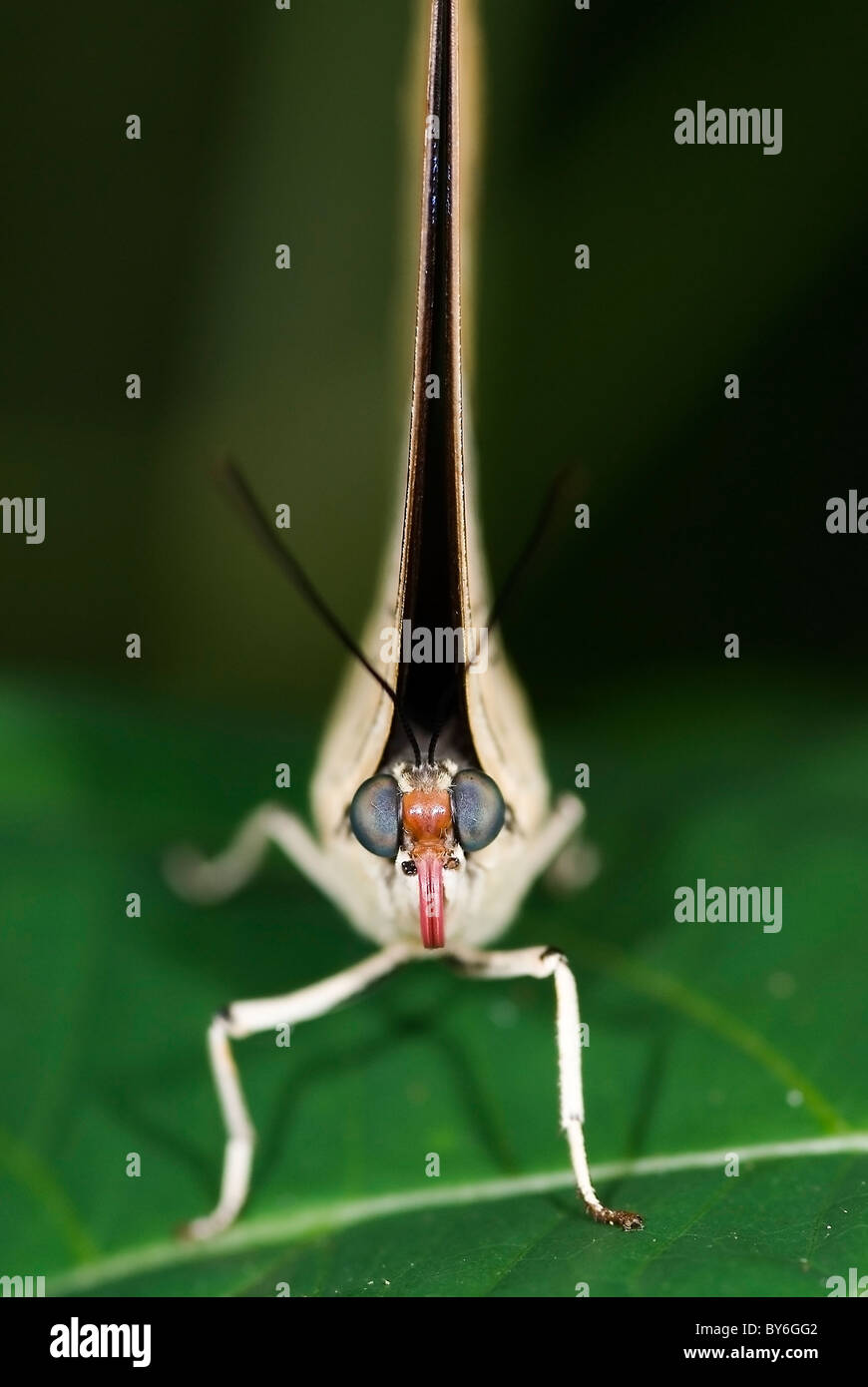 Archaeoprepona hi-res stock photography and images - Alamy