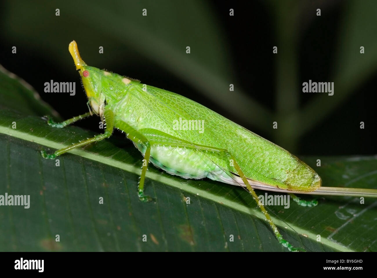 Copiphora cultricornis hi-res stock photography and images - Alamy
