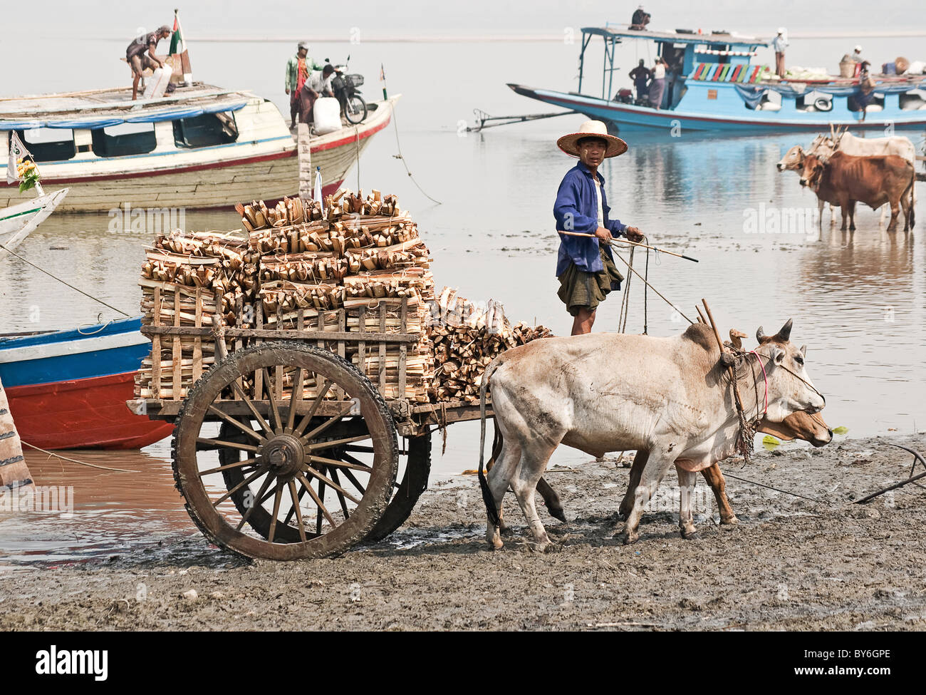Bullocks pulling cart hi-res stock photography and images - Alamy