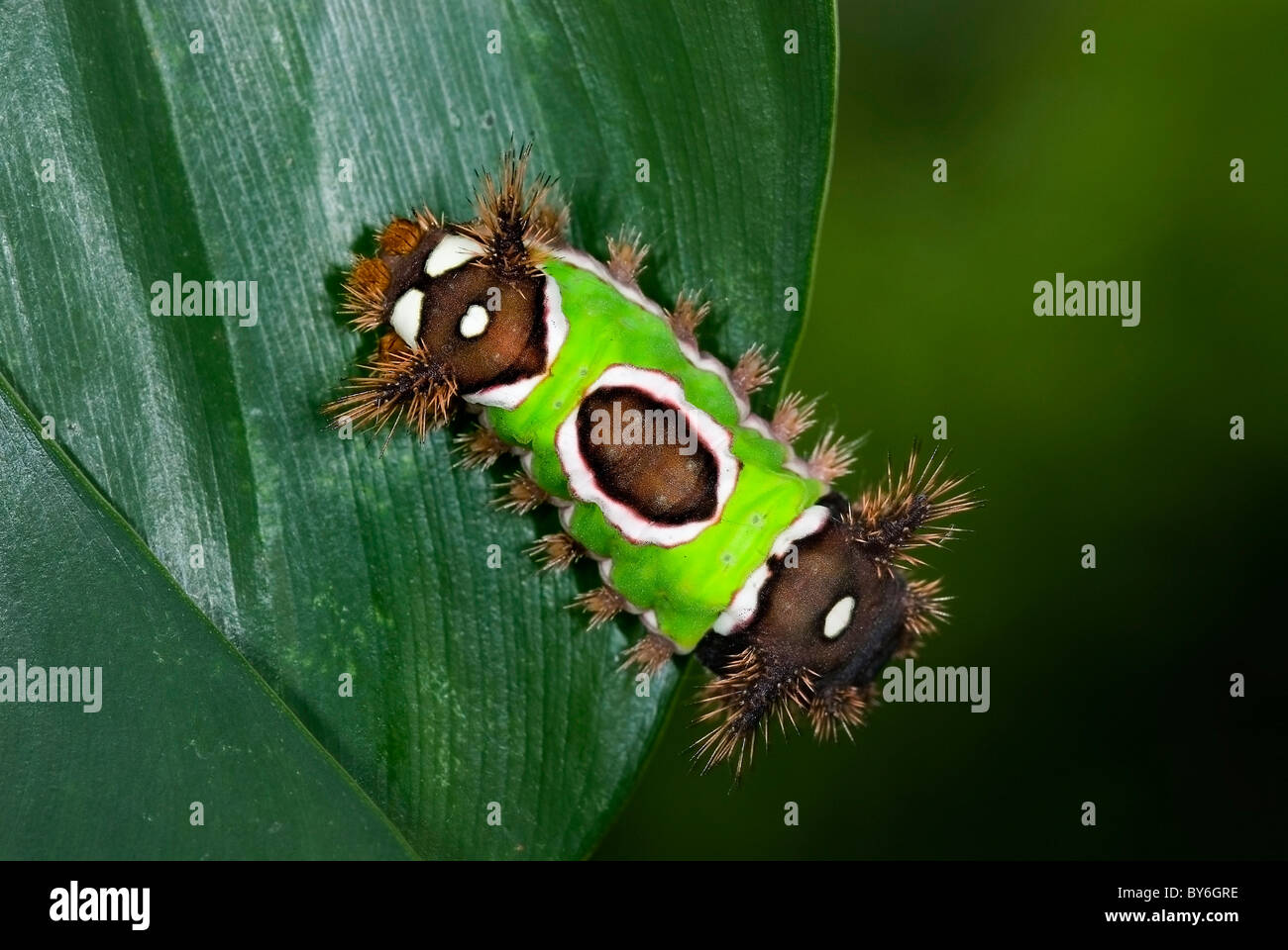 Saddle back Caterpillar "Acharia sp." from Costa Rica Stock Photo - Alamy